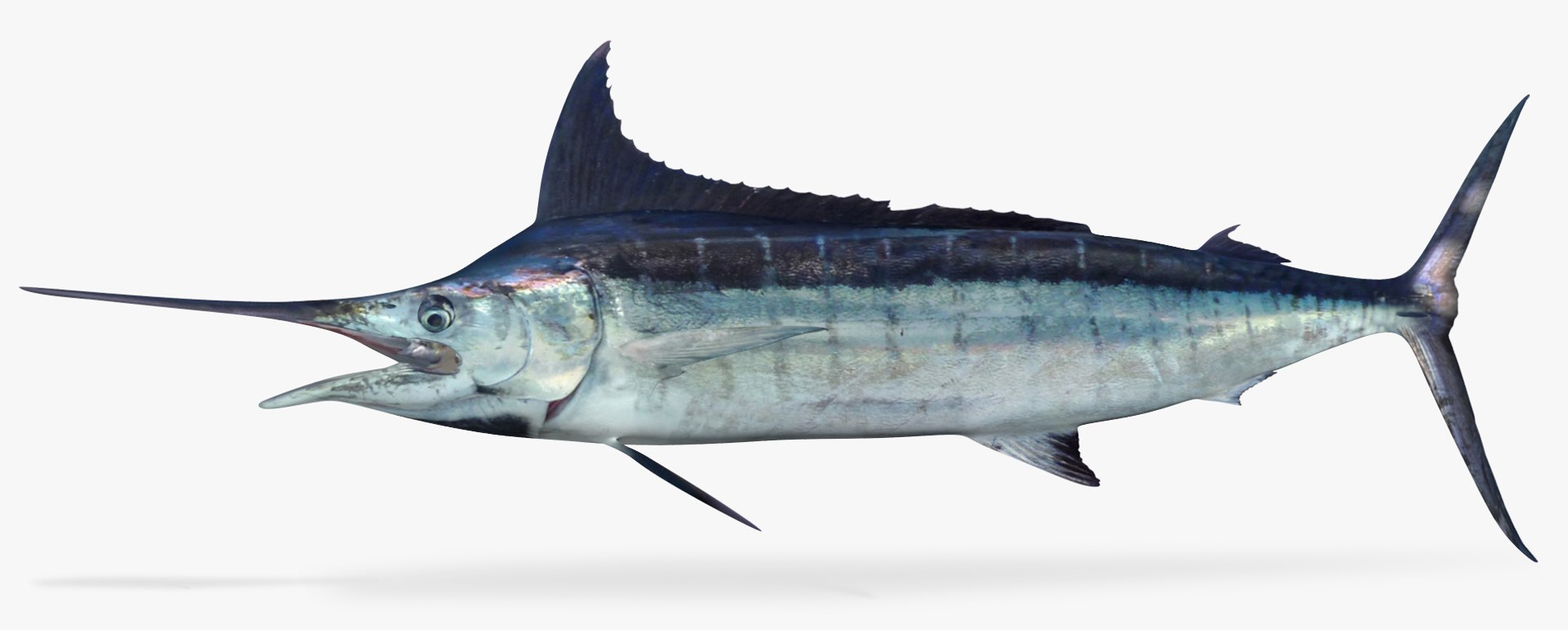 3D Blue Marlin - TurboSquid 1211253