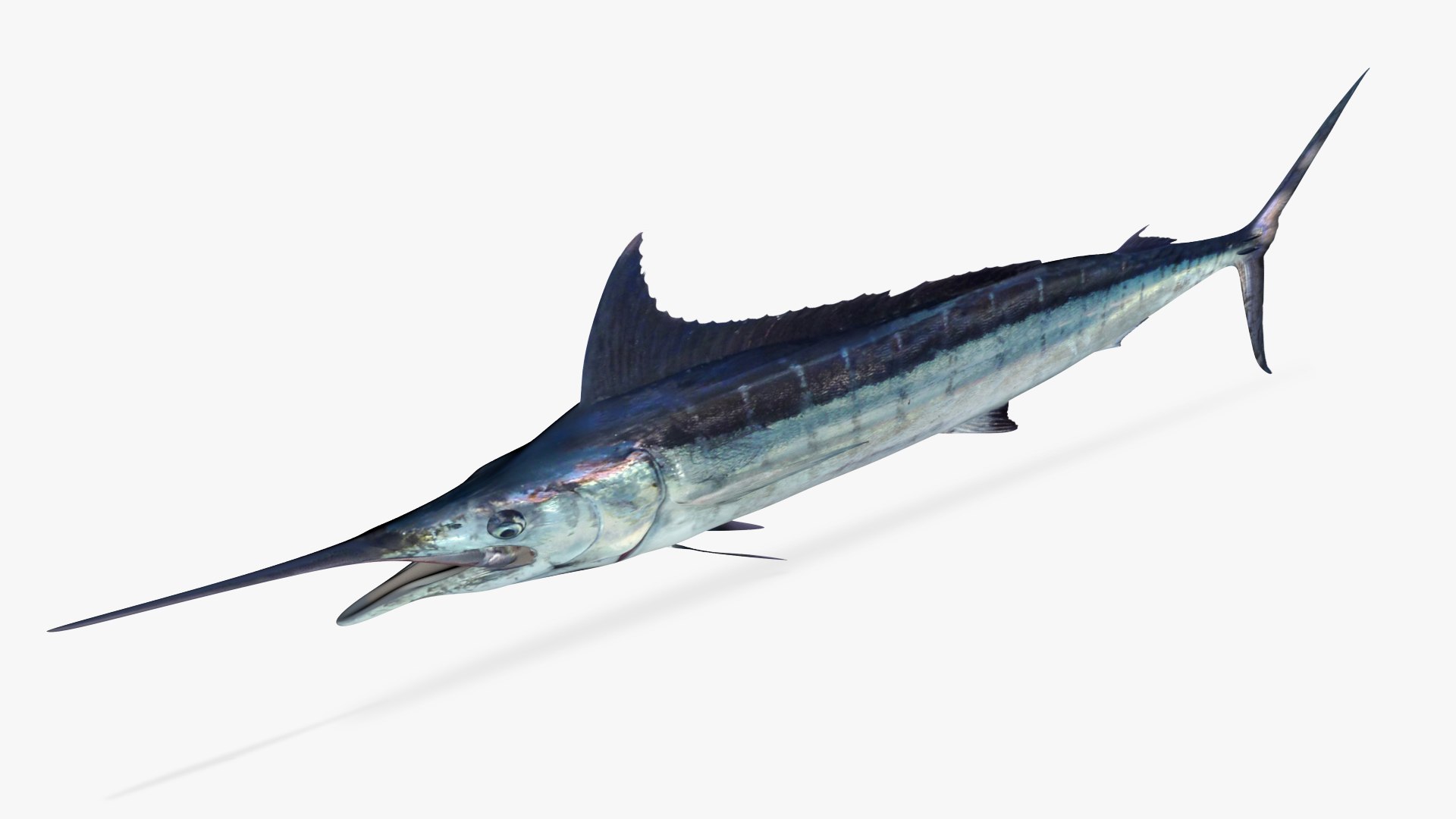 3D Blue Marlin - TurboSquid 1211253