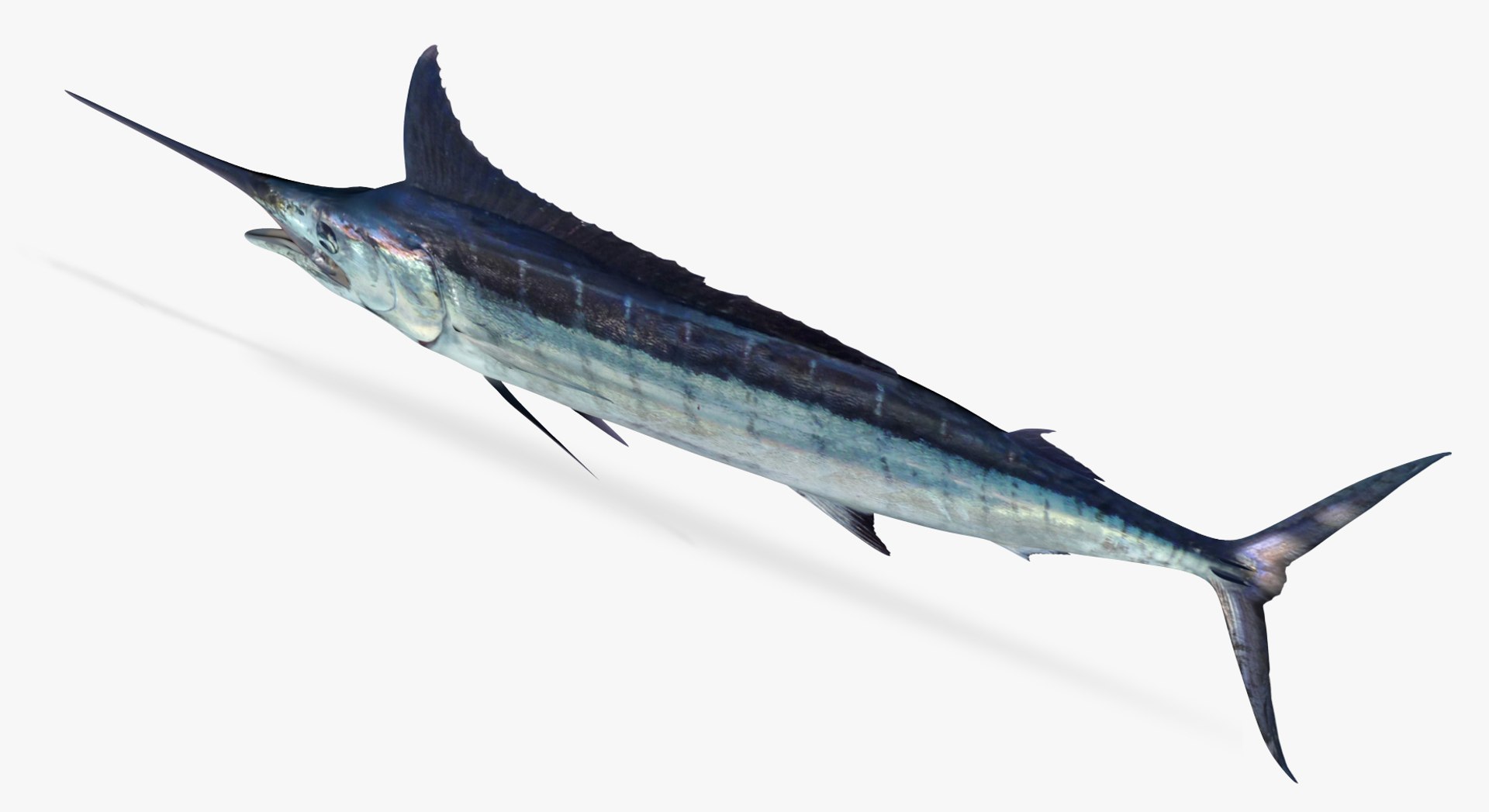 3D Blue Marlin - TurboSquid 1211253