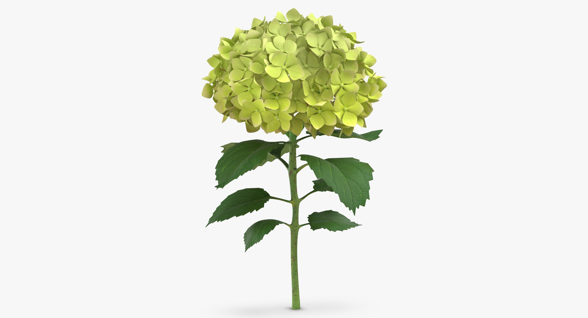 Green Flowers 3D - TurboSquid 1452842