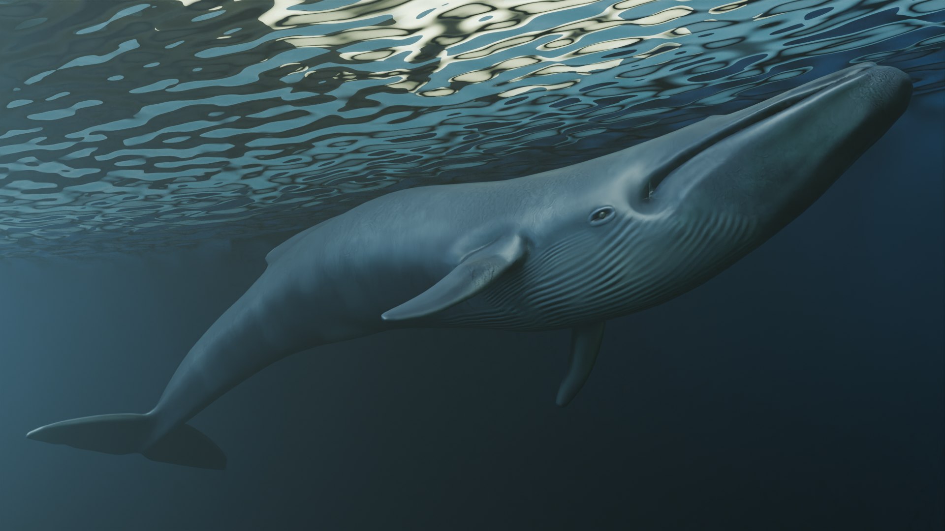 Blue Whale 3D Model - TurboSquid 2277460
