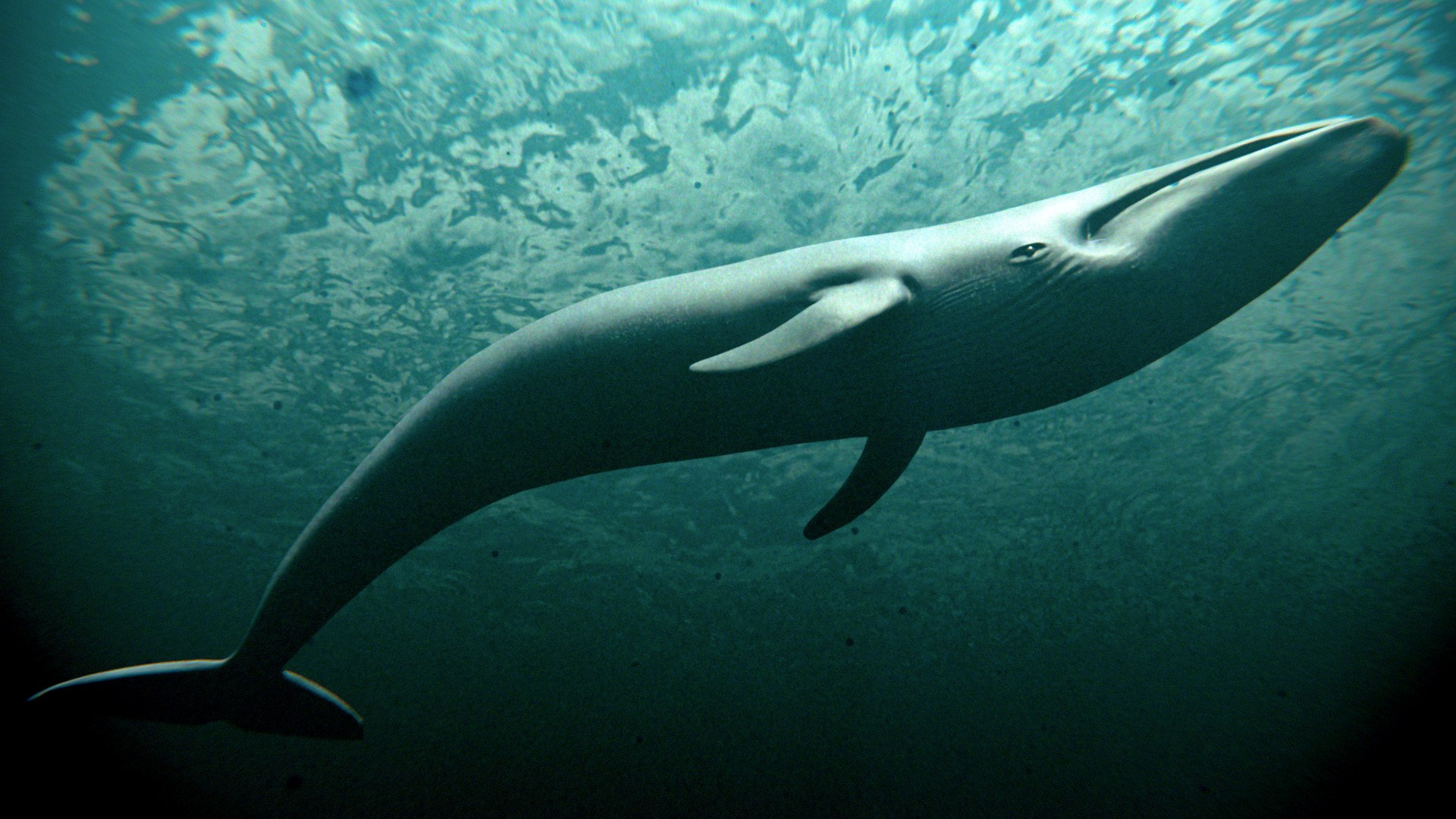 Blue Whale 3D Model - TurboSquid 2277460