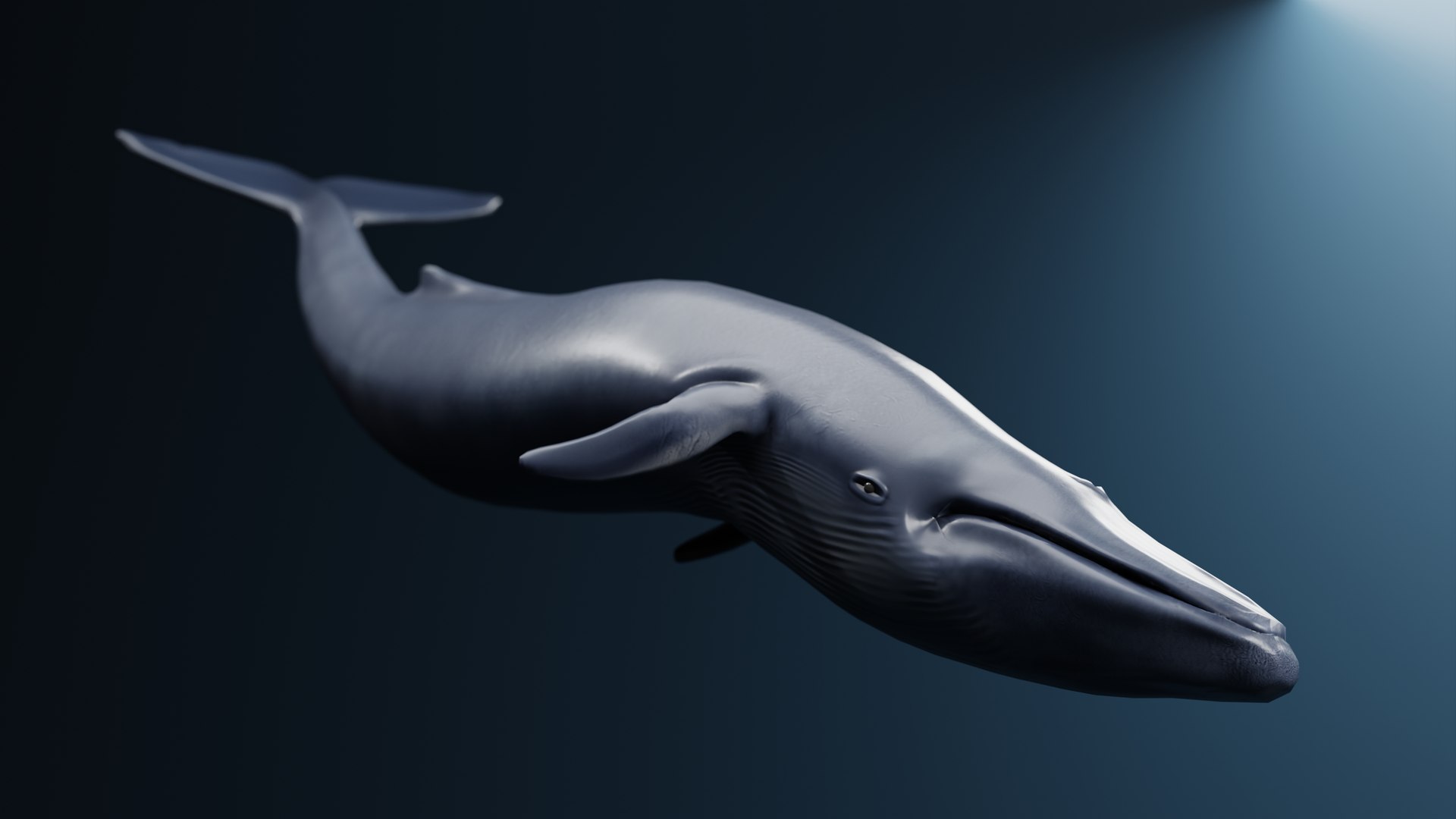 Blue Whale 3D Model - TurboSquid 2277460