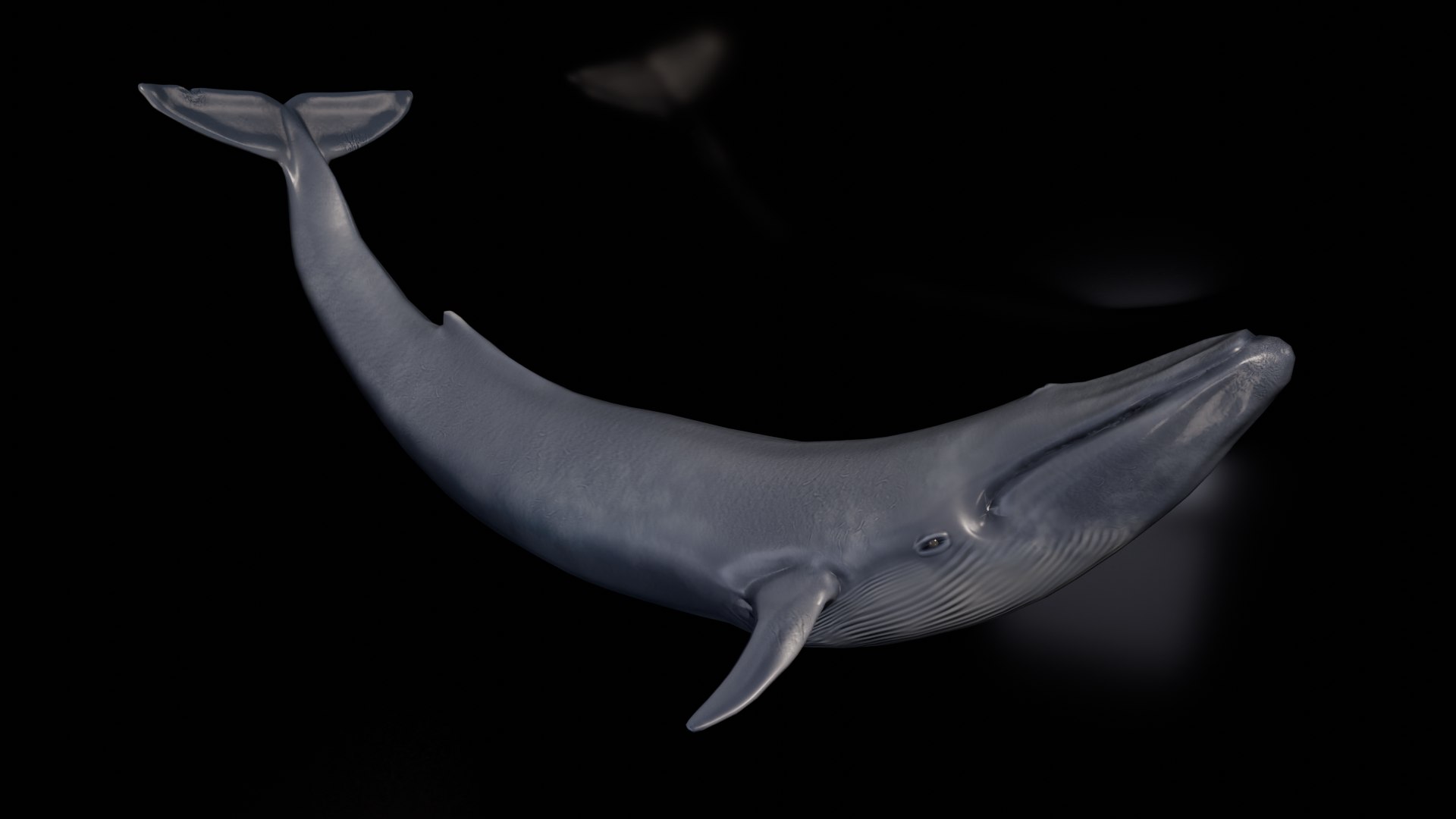 Blue Whale 3D Model - TurboSquid 2277460