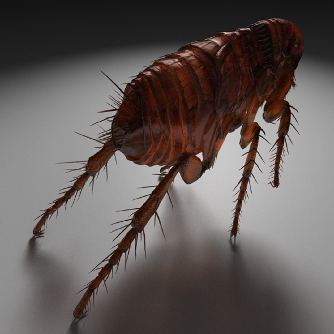 Flea 3d Model