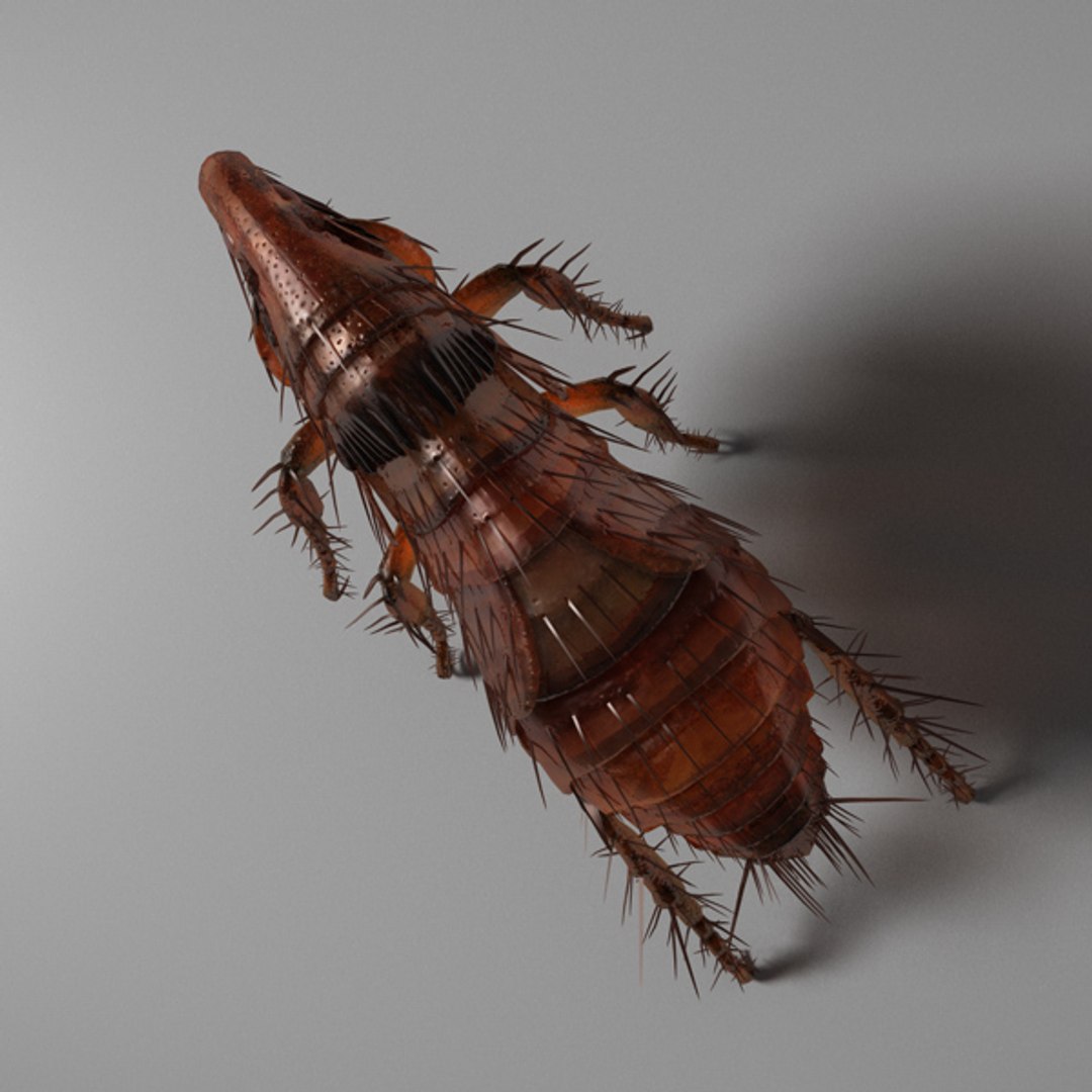 Flea 3d Model
