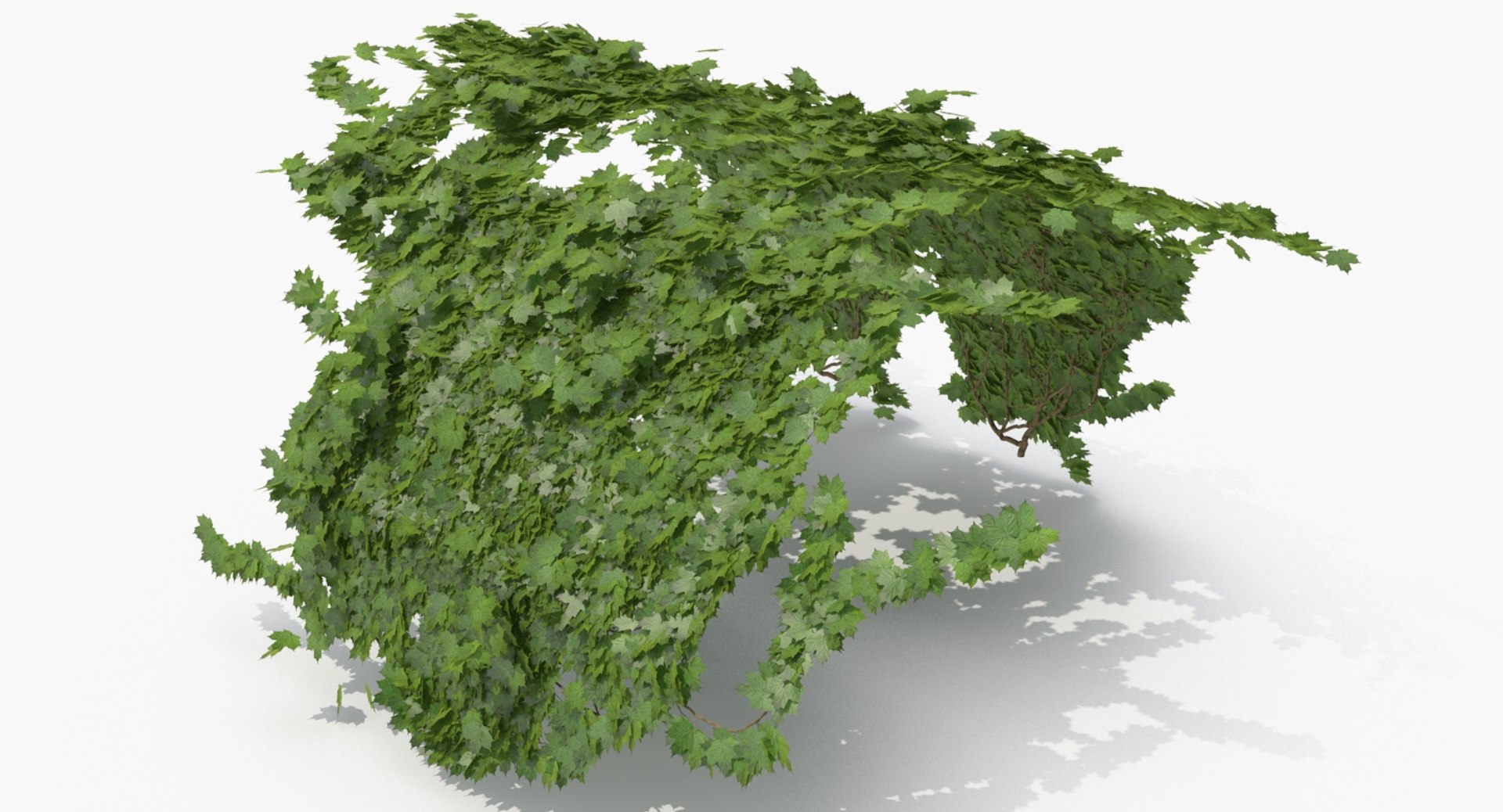 3D Model Ivy - TurboSquid 1243202