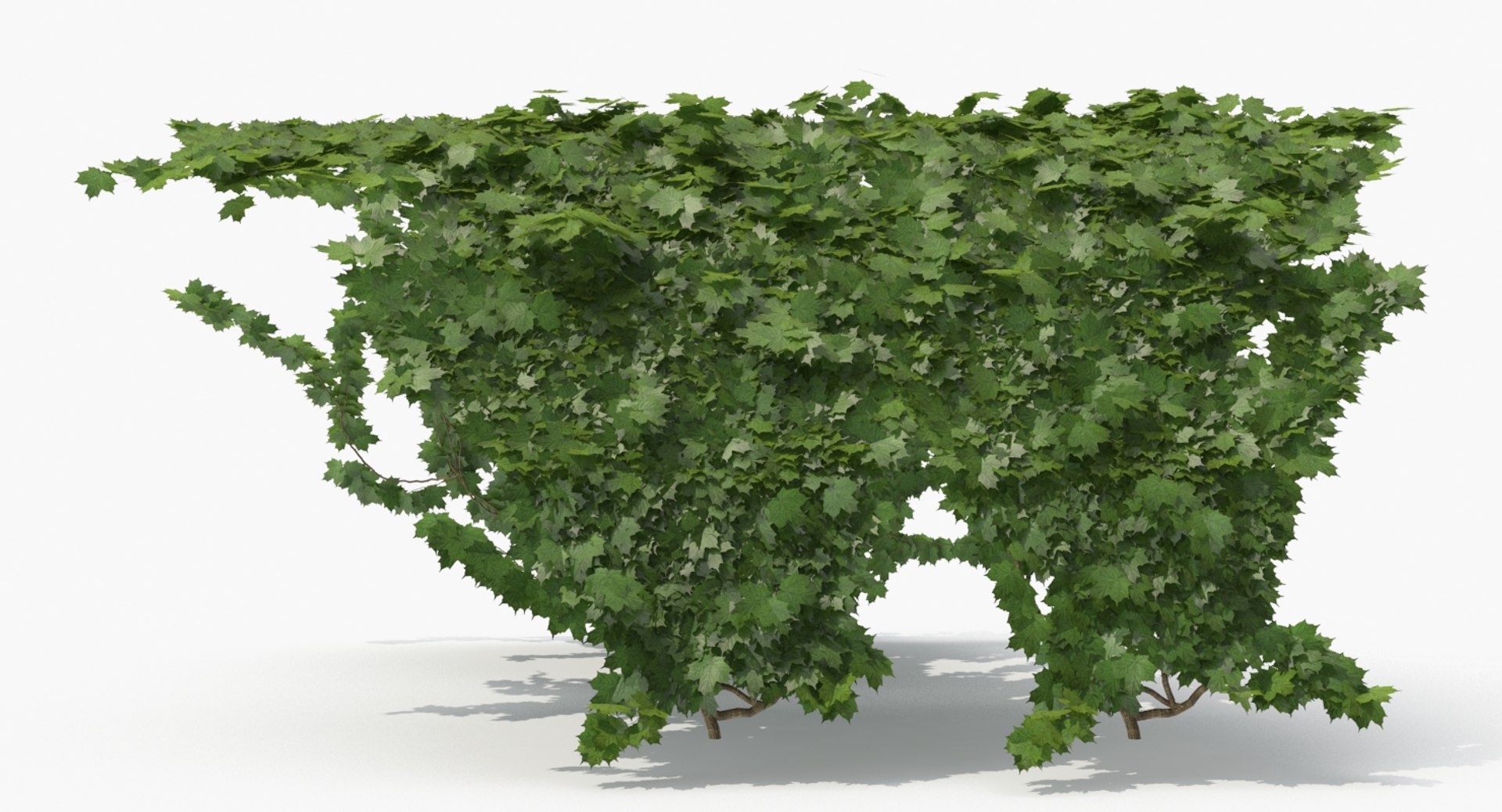 3D Model Ivy - TurboSquid 1243202