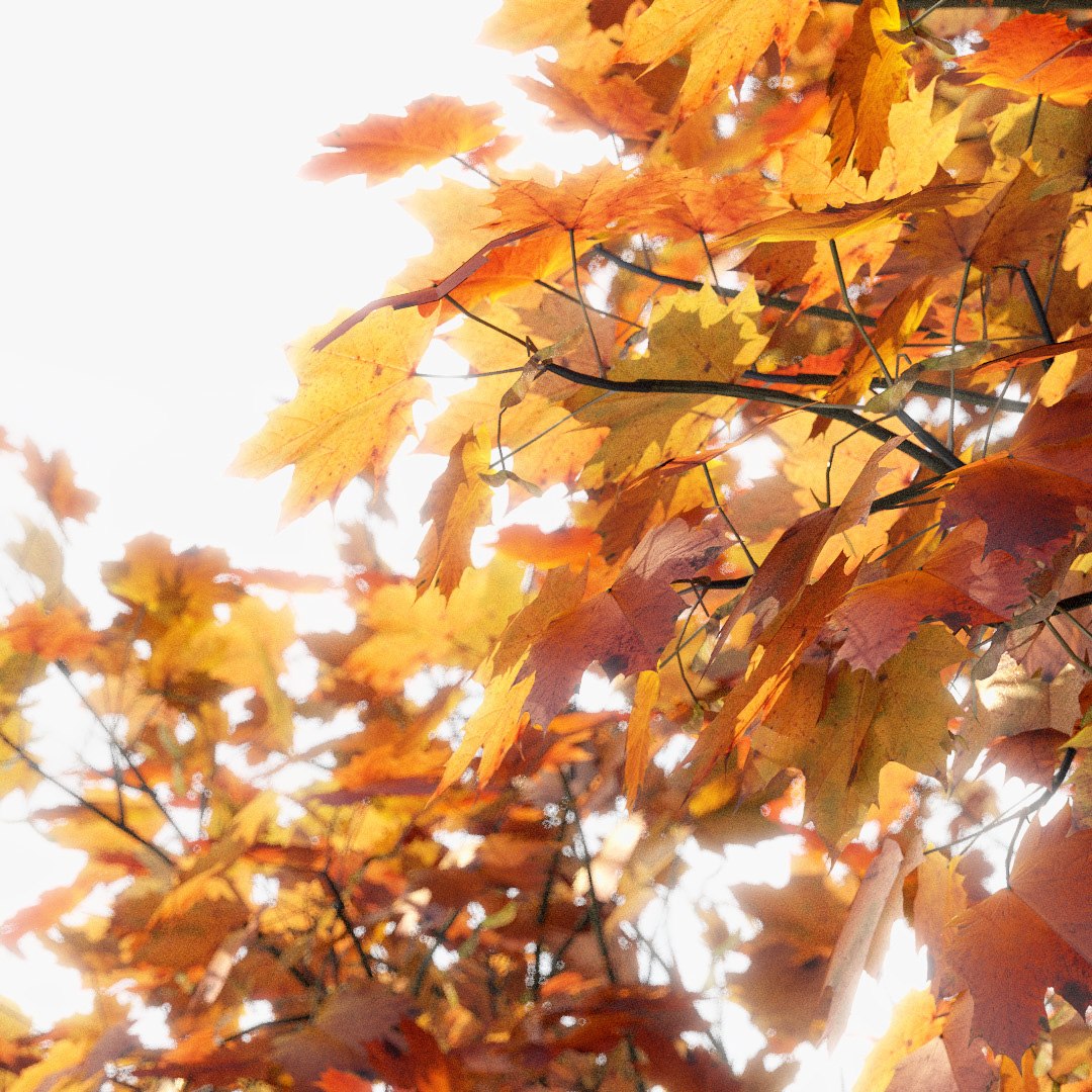 Free Photogrammetry Maple Tree Model - TurboSquid 1232503