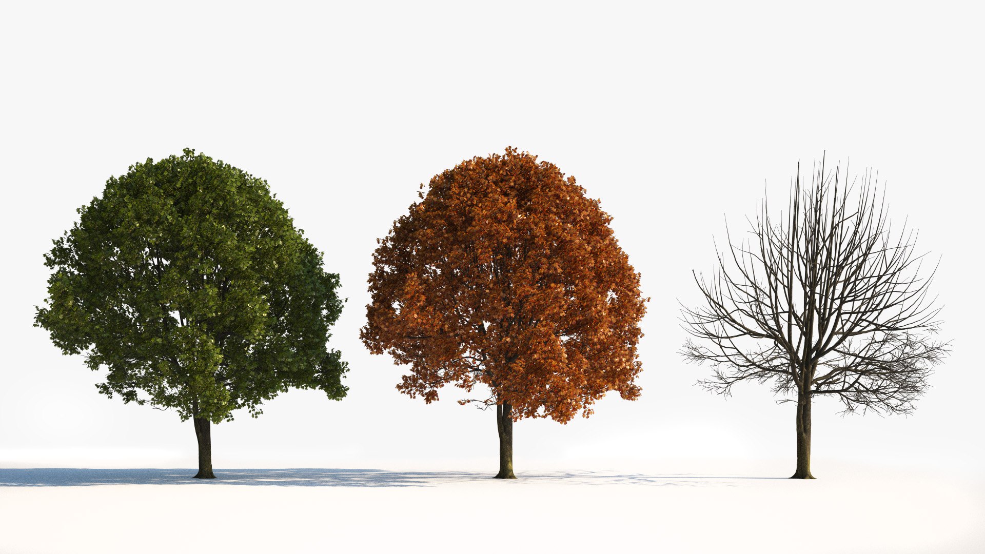 Free Photogrammetry Maple Tree Model - TurboSquid 1232503