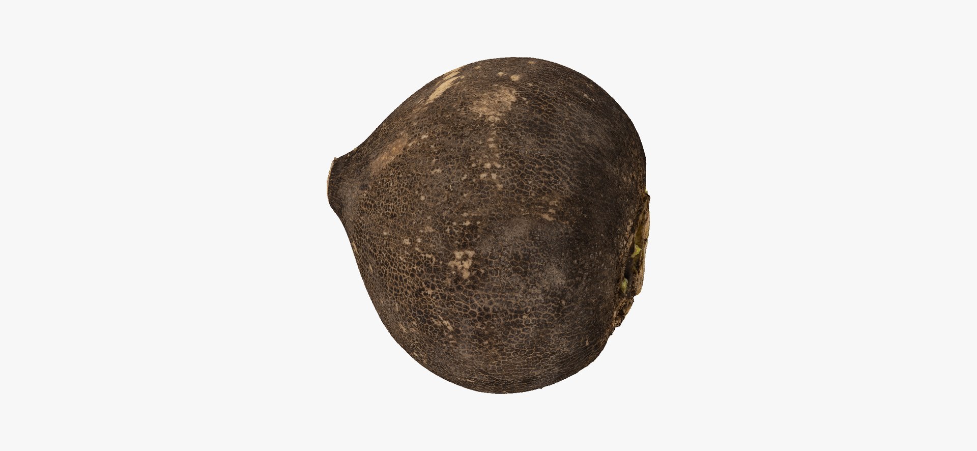 3D Model Turnip Black 05 Raw - TurboSquid 1665134