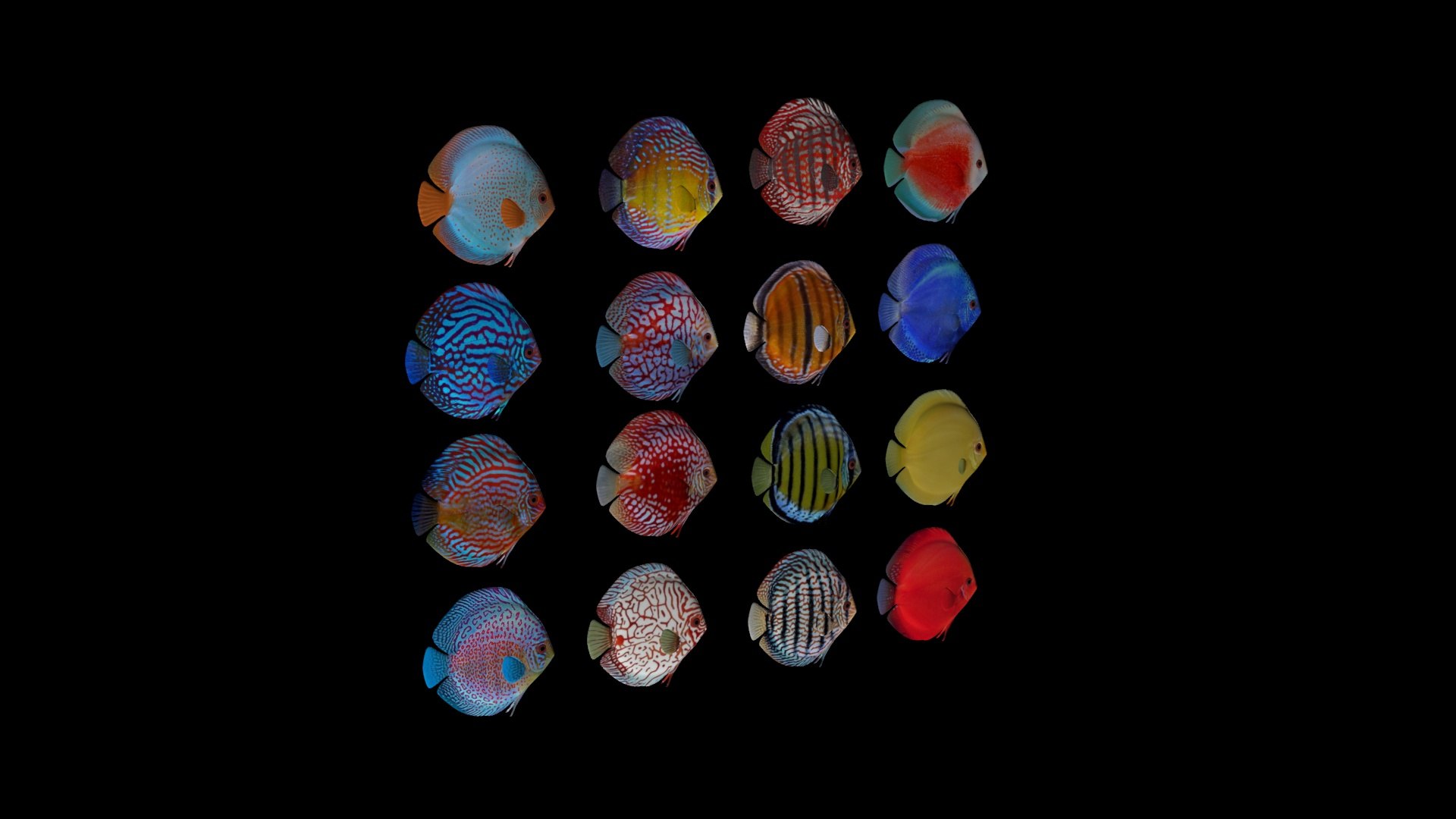 16 Discus Fish 3D Model - TurboSquid 1234141