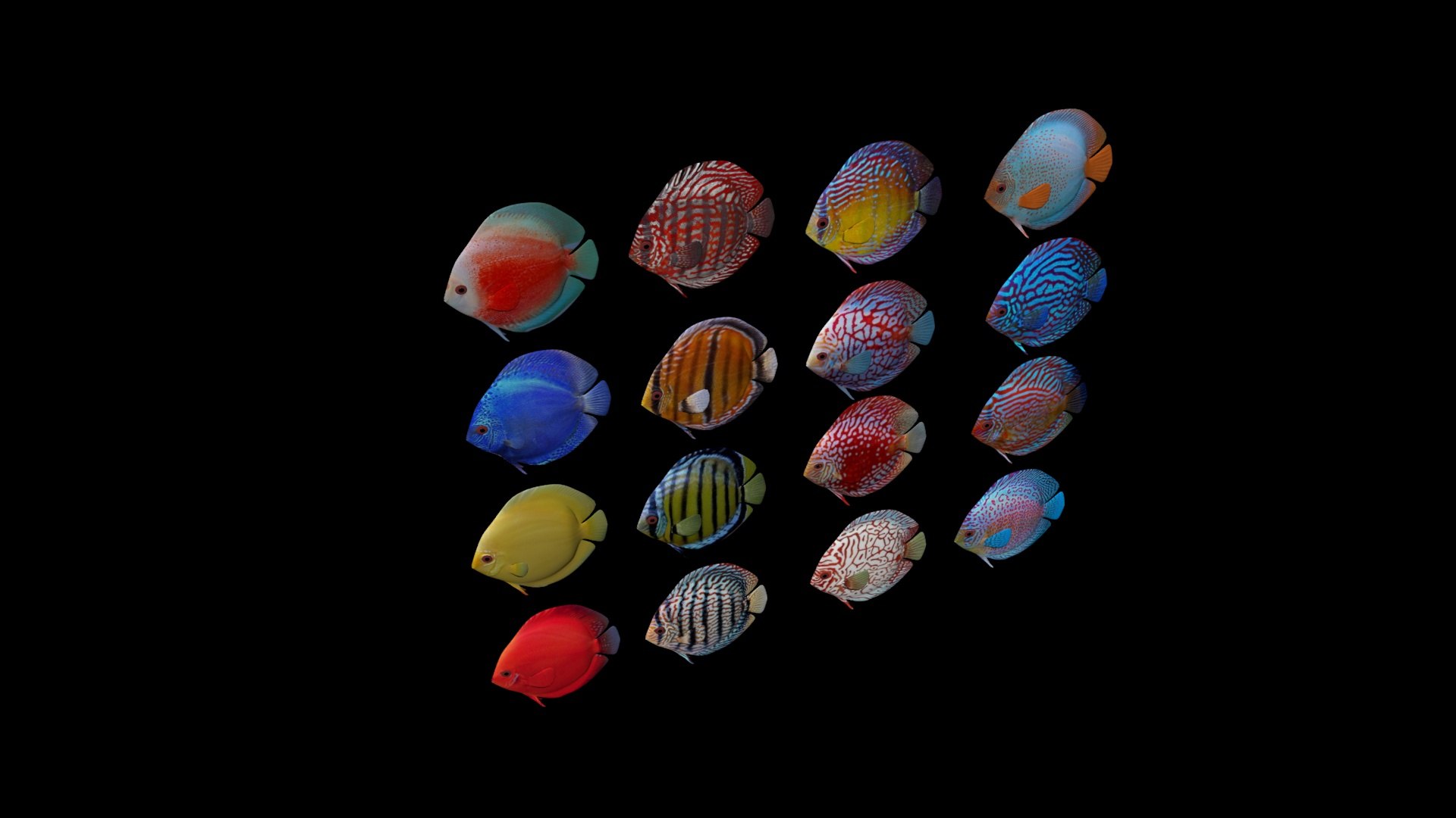 16 Discus Fish 3D Model - TurboSquid 1234141