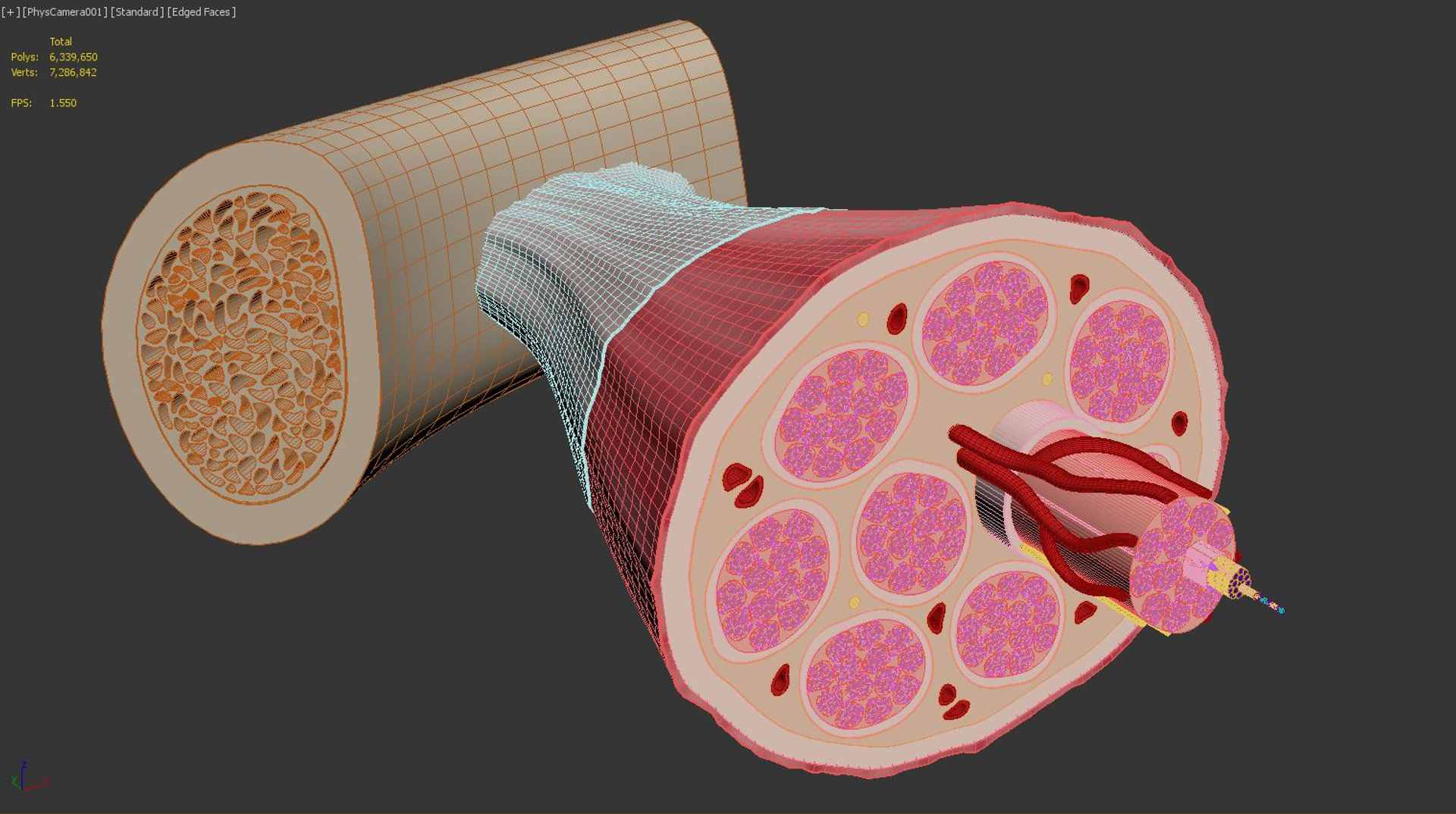 근육 섬유 단면 3D 모델 - TurboSquid 1344018