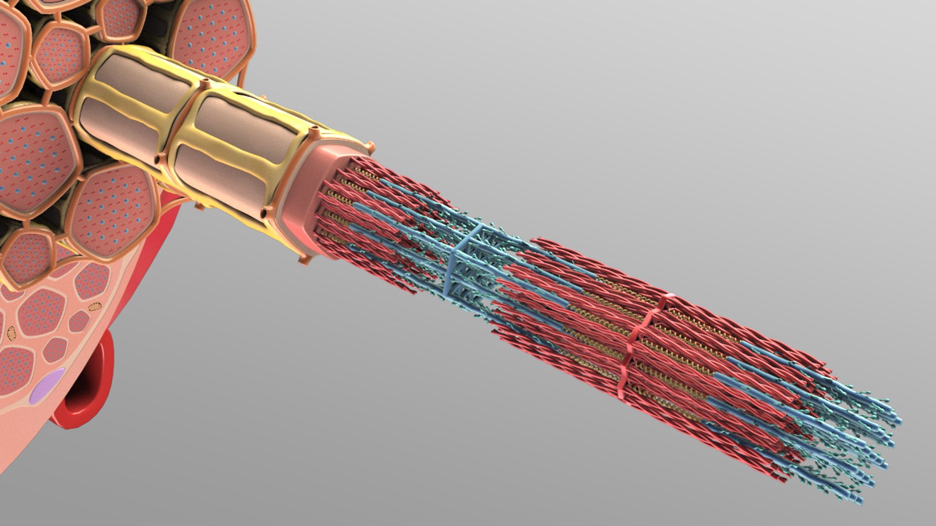 Muscle cross model - TurboSquid 1344018