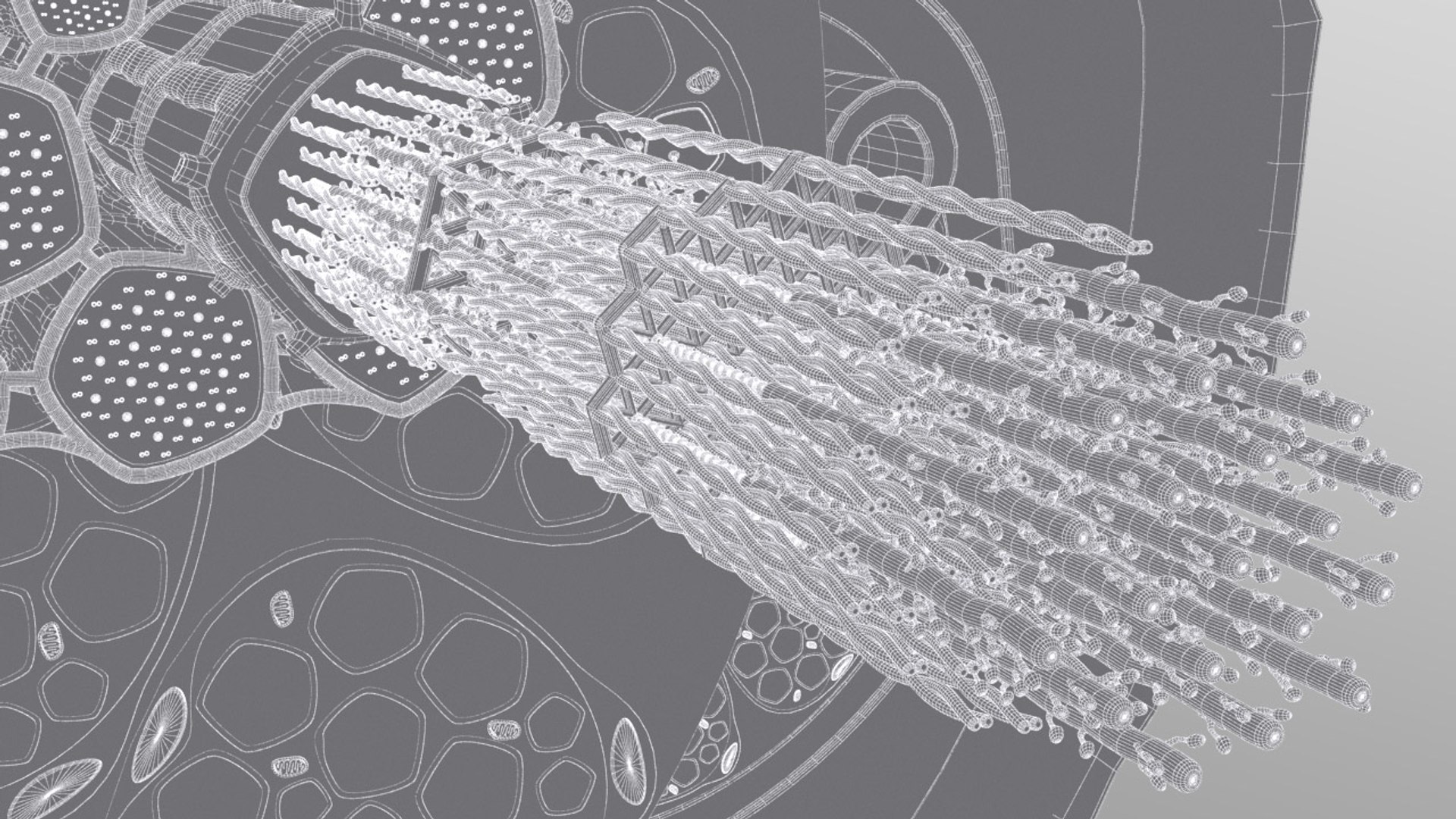 Muscle cross model - TurboSquid 1344018