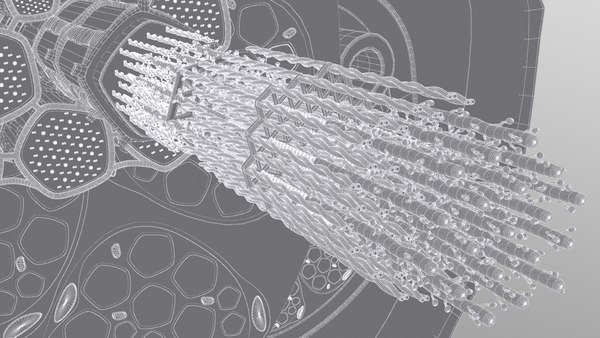 Muscle cross model - TurboSquid 1344018