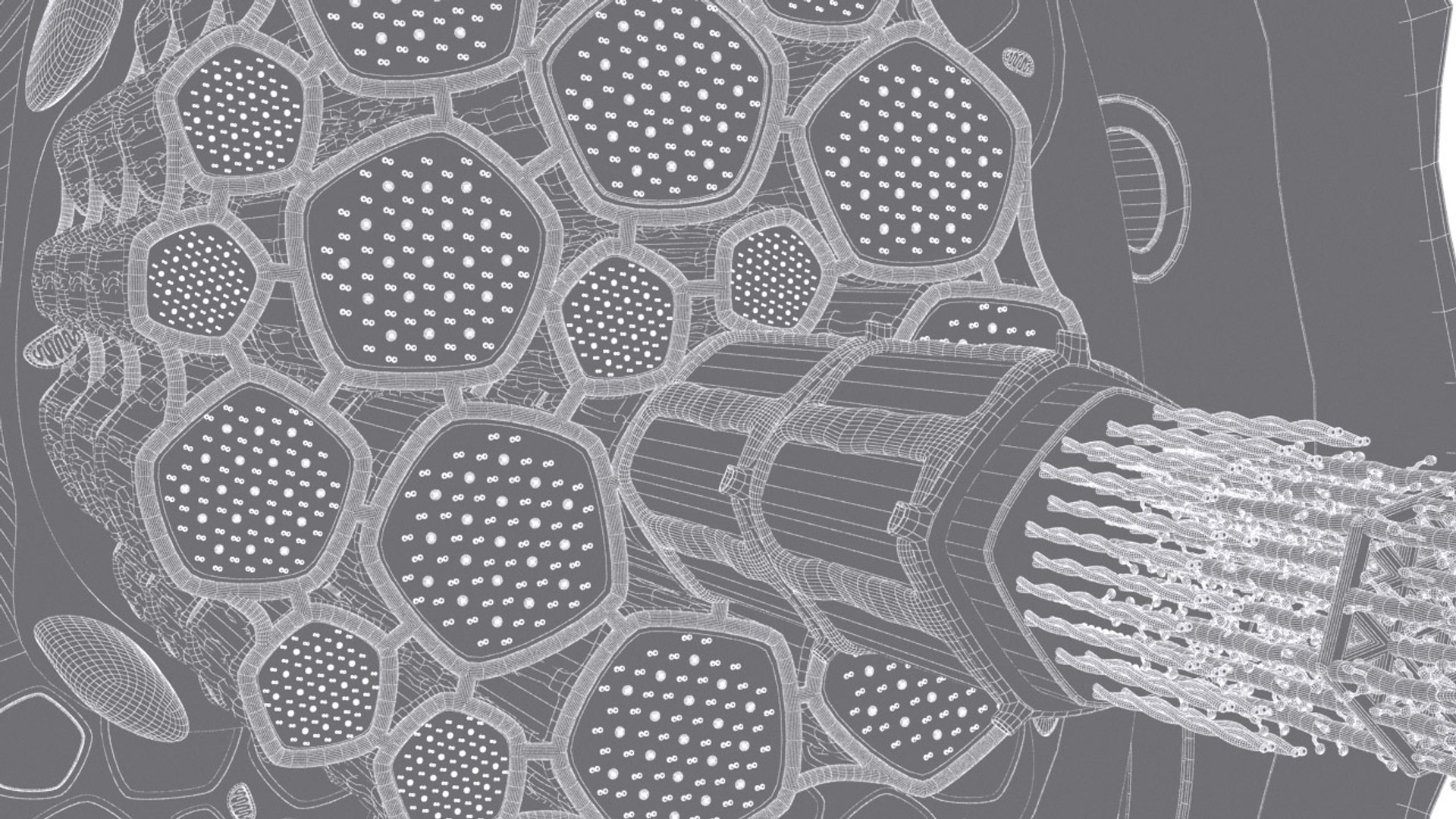 Muscle cross model - TurboSquid 1344018