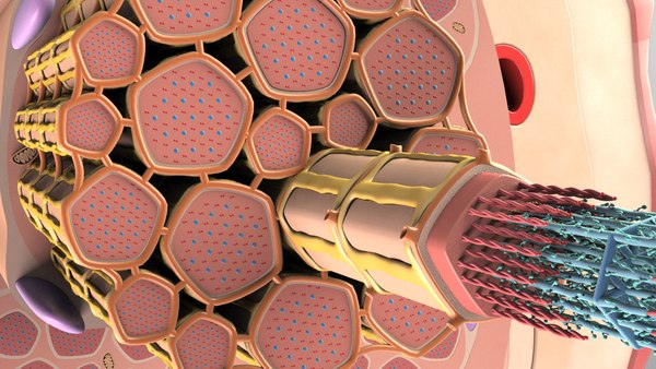 Muscle cross model - TurboSquid 1344018