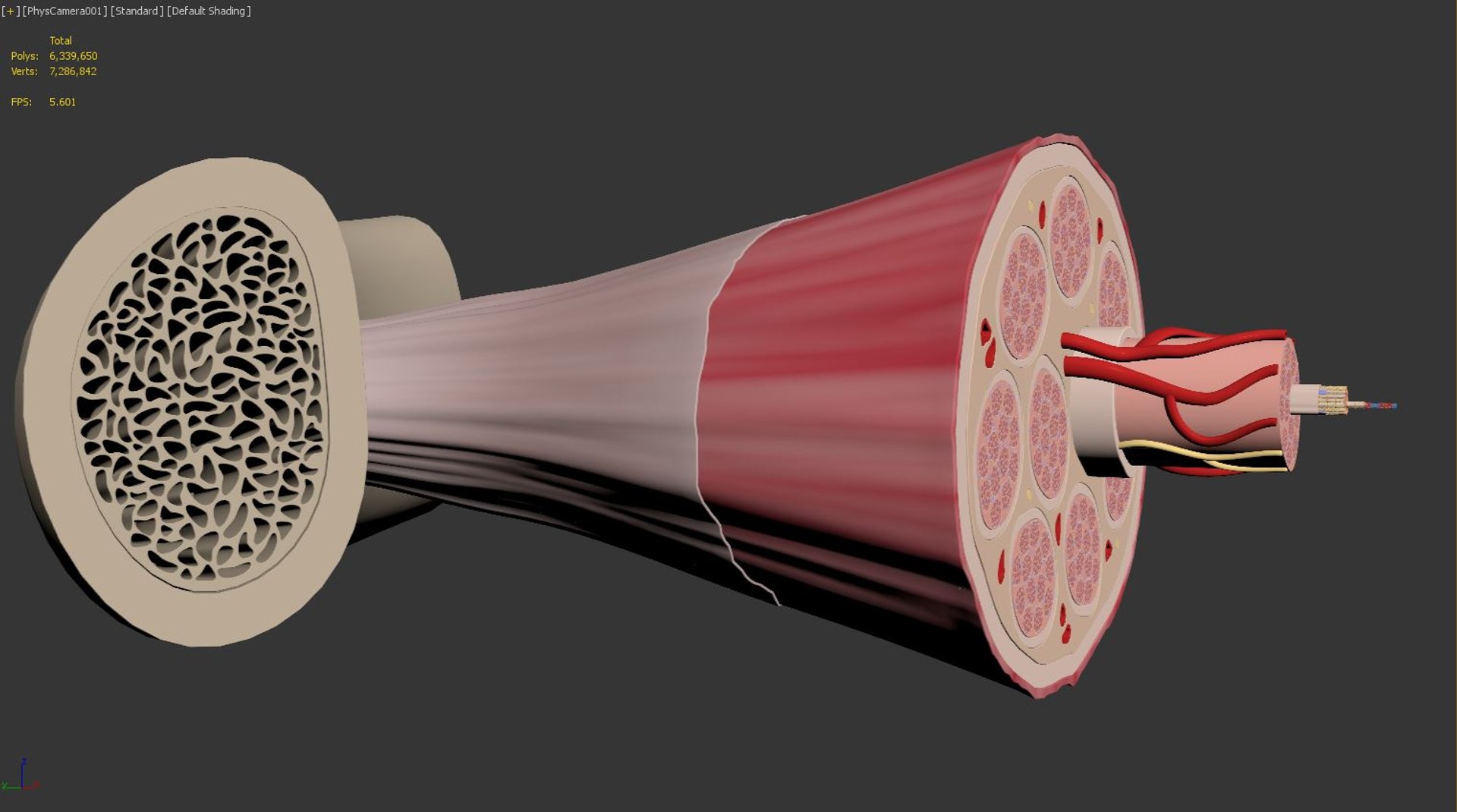 Muscle cross model - TurboSquid 1344018
