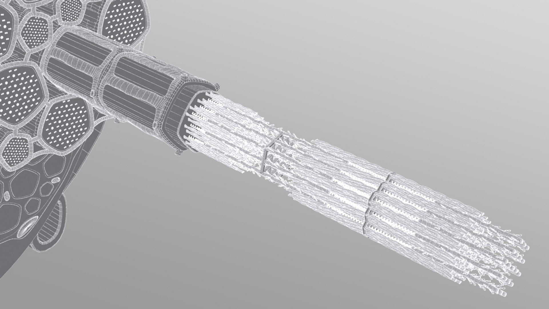 Muscle cross model - TurboSquid 1344018