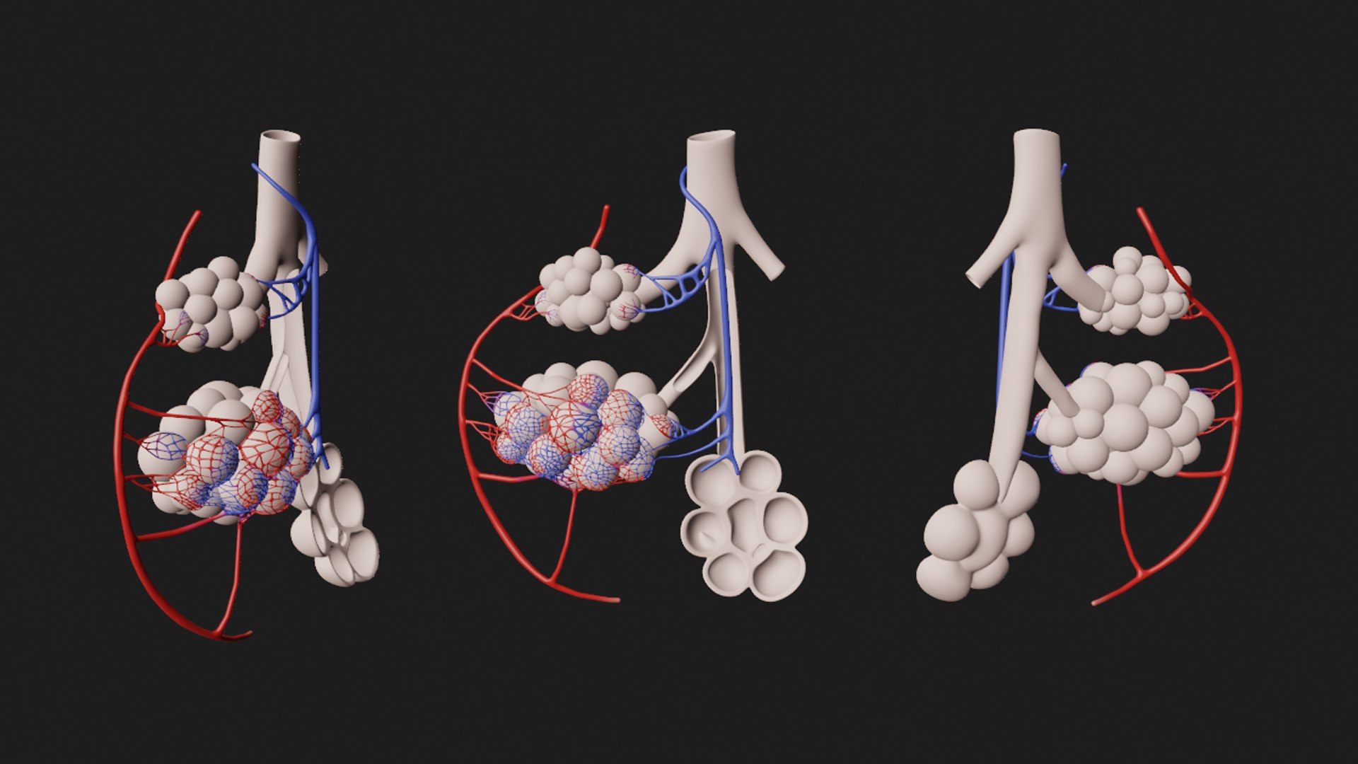 3D Bronchioles And Alveoli Anatomy Model - TurboSquid 2035725