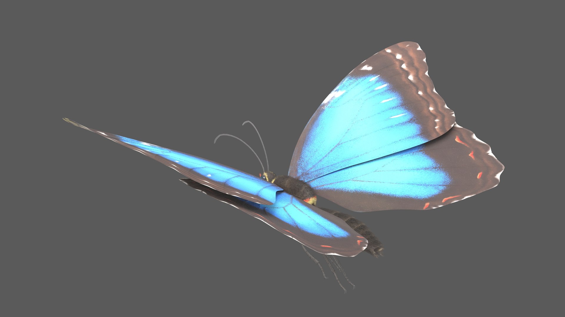 Blue Morpho Butterfly Rigged 3D - TurboSquid 2017327