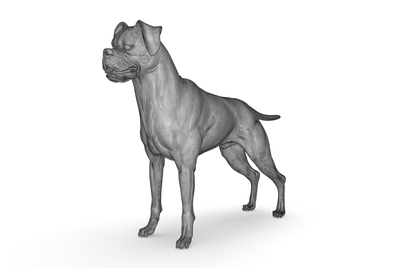 Boxer 3D Model - TurboSquid 2214005