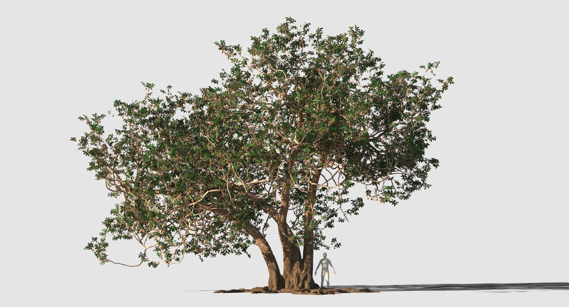 Manketti Trees 3D Model - TurboSquid 1432021