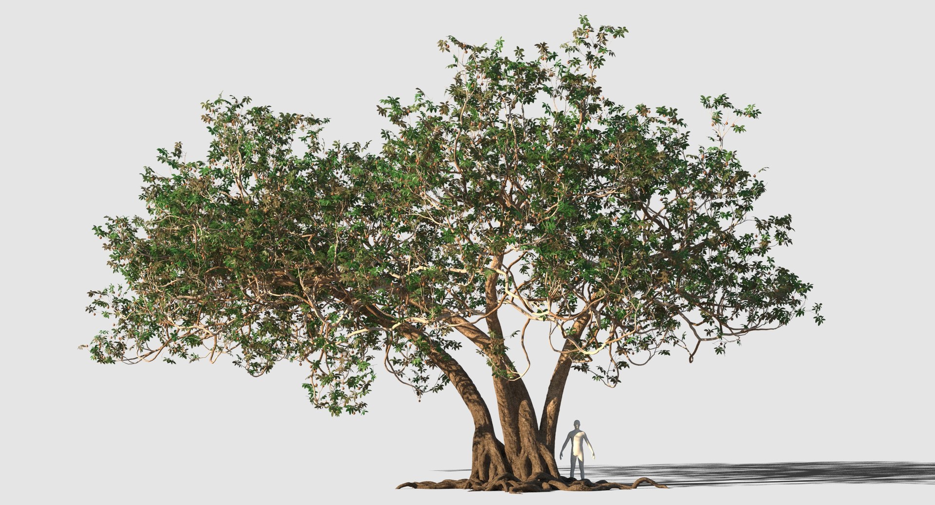 Manketti Trees 3D Model - TurboSquid 1432021