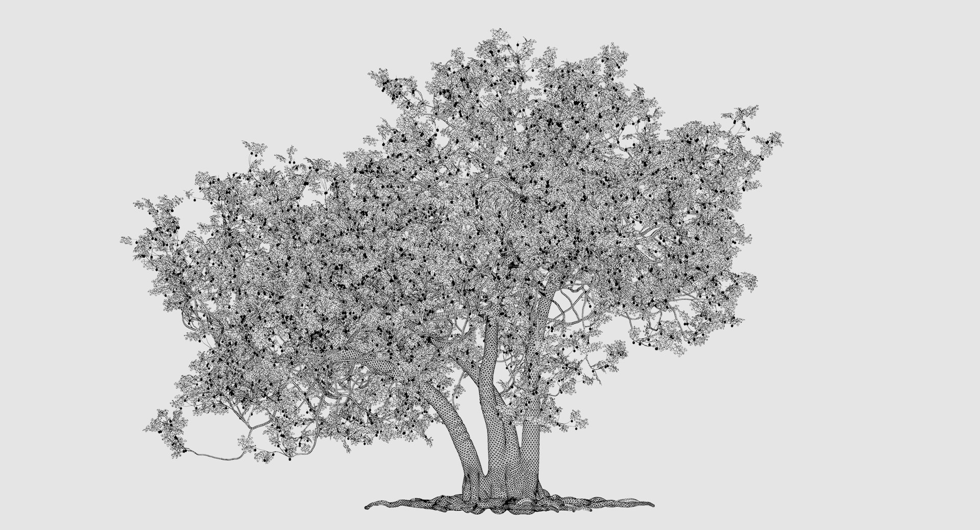 Manketti Trees 3D Model - TurboSquid 1432021