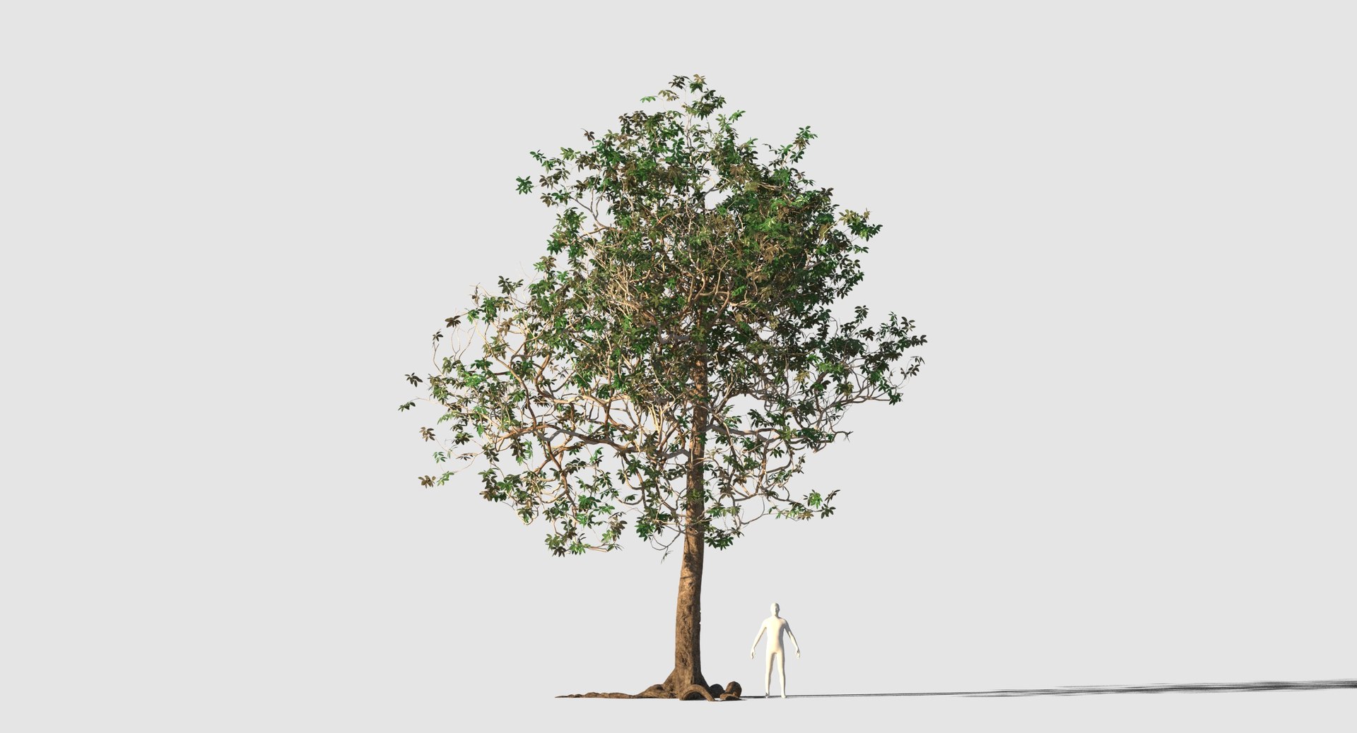 Manketti Trees 3D Model - TurboSquid 1432021