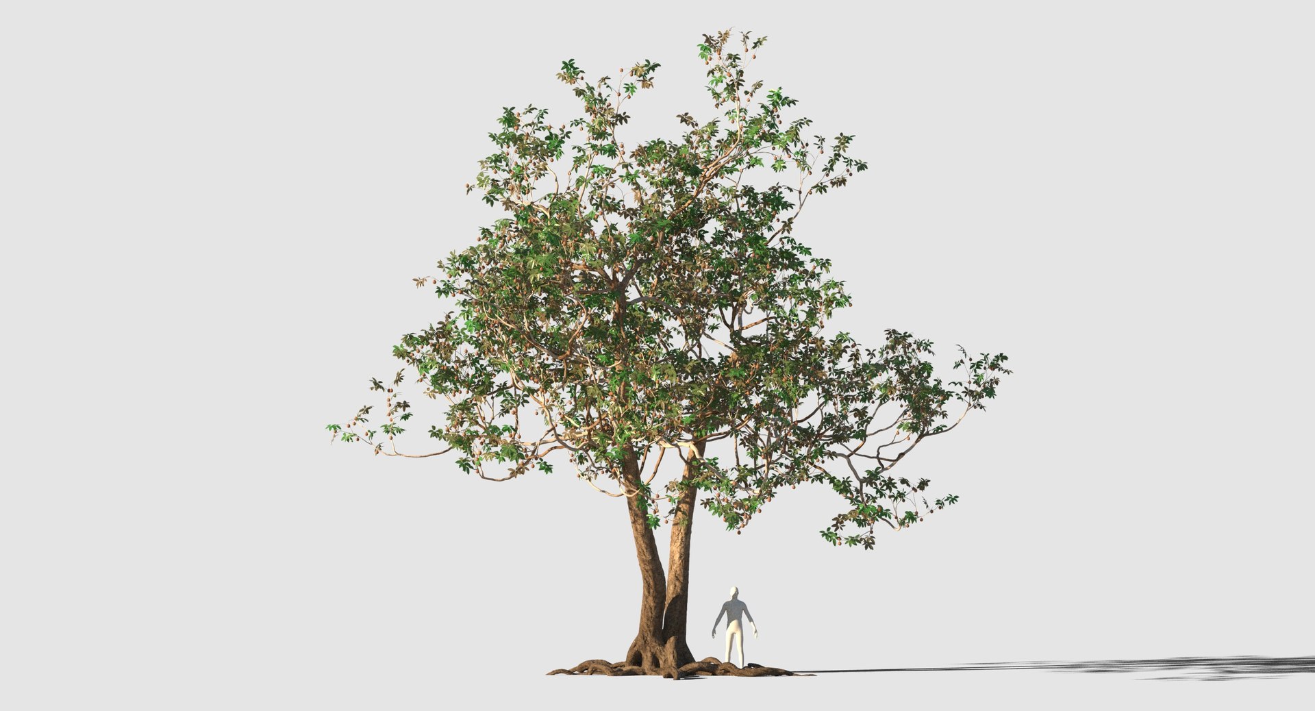 Manketti Trees 3D Model - TurboSquid 1432021