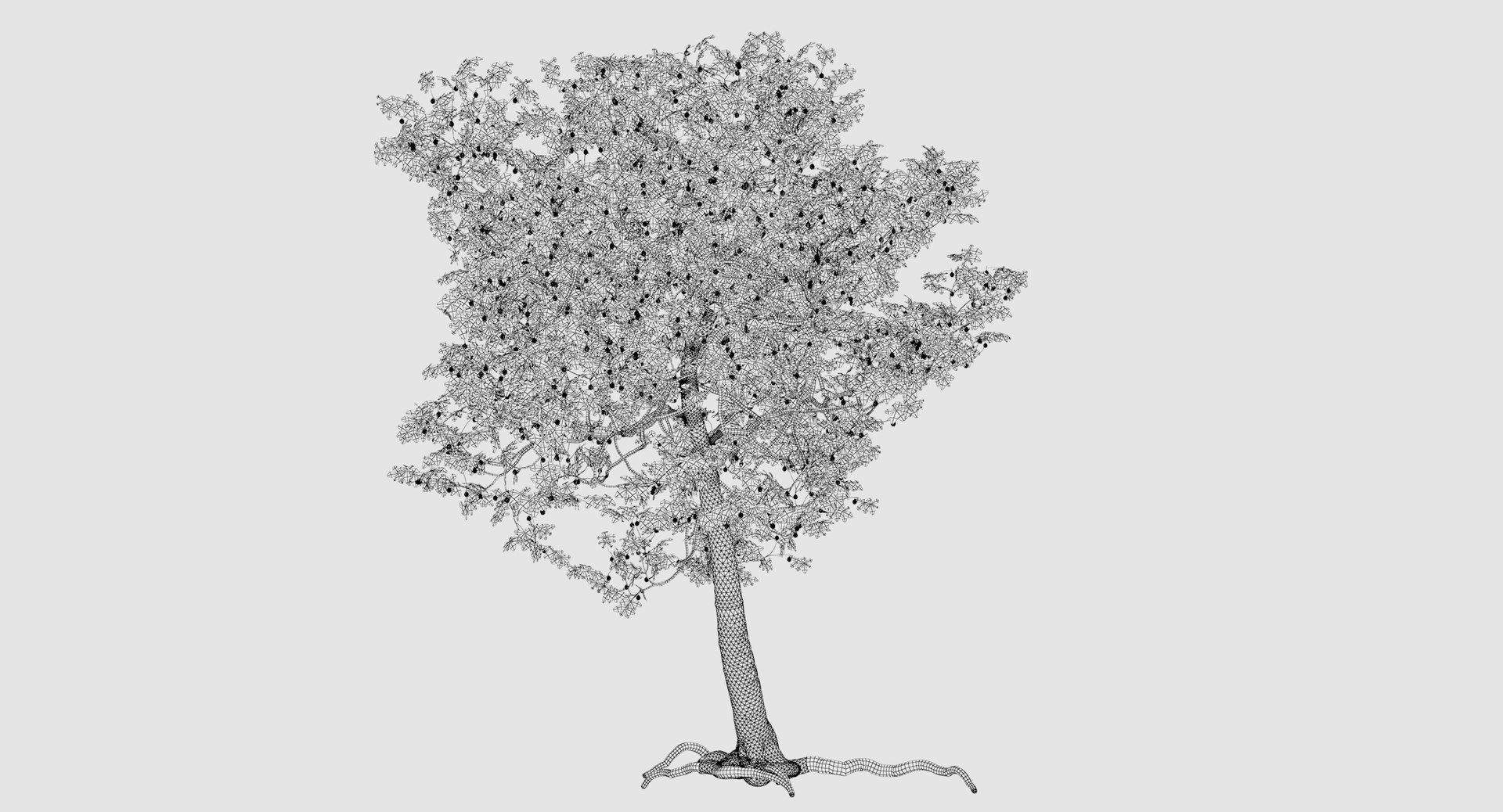 Manketti Trees 3D Model - TurboSquid 1432021
