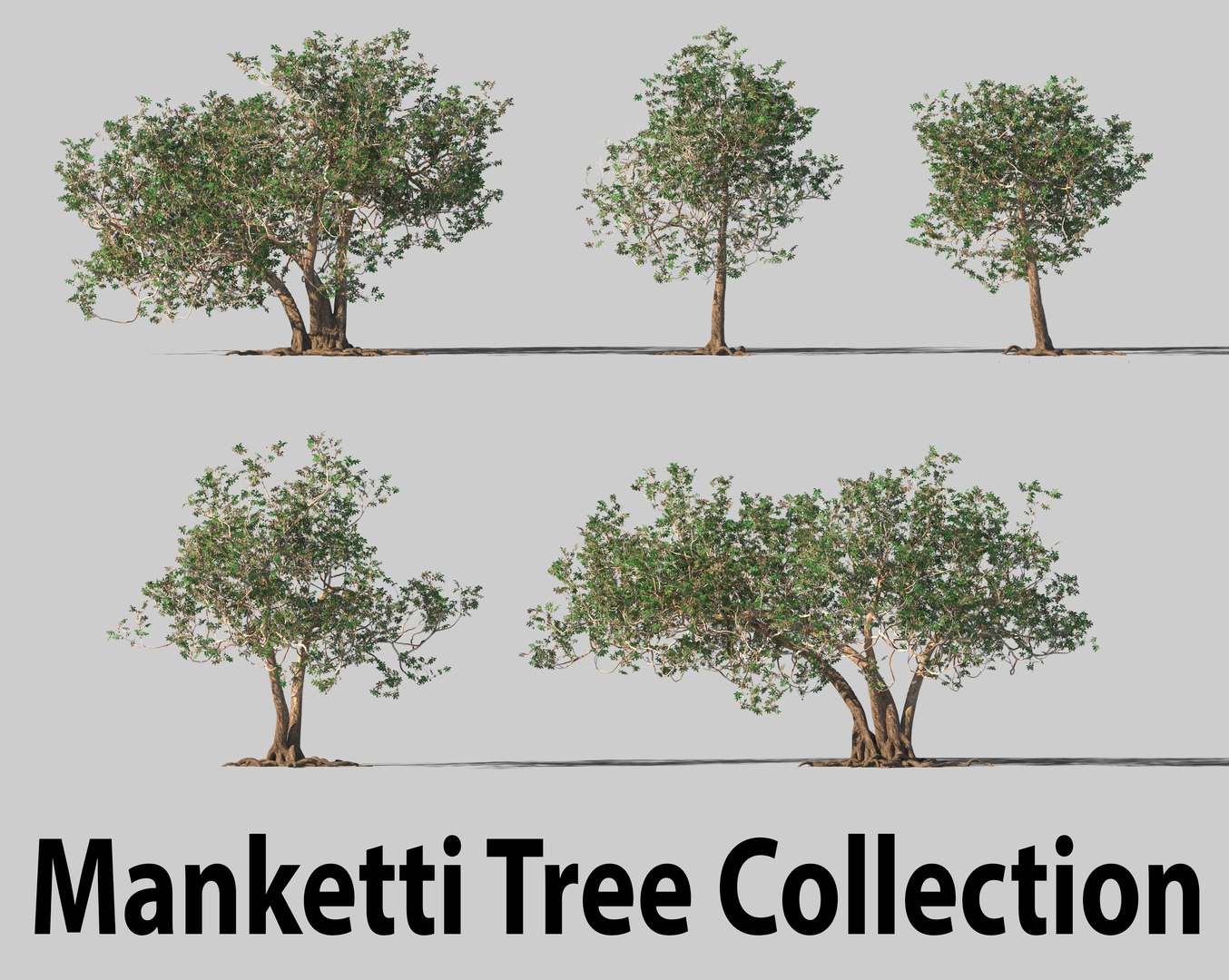 Manketti Trees 3D Model - TurboSquid 1432021