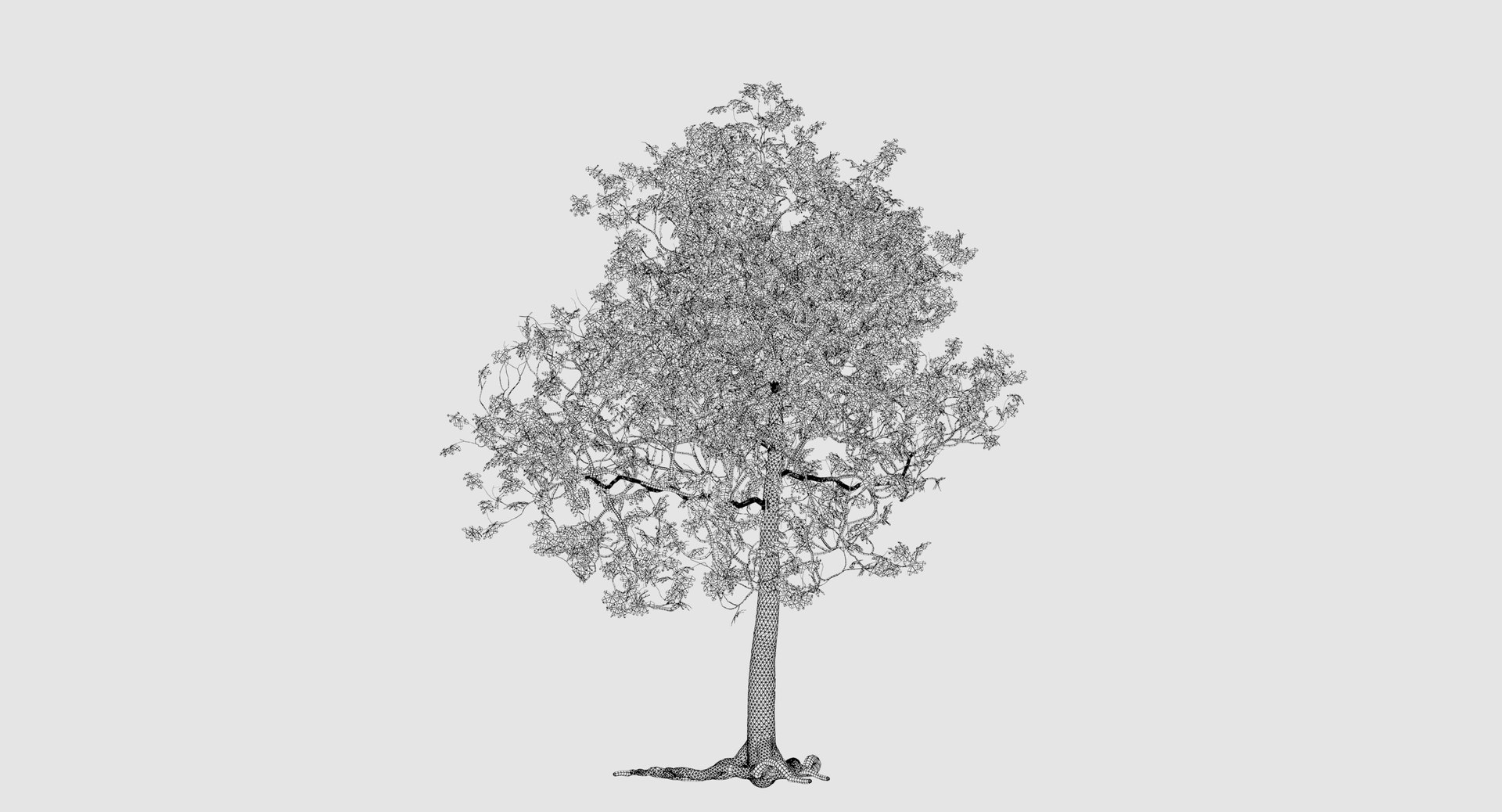 Manketti Trees 3D Model - TurboSquid 1432021