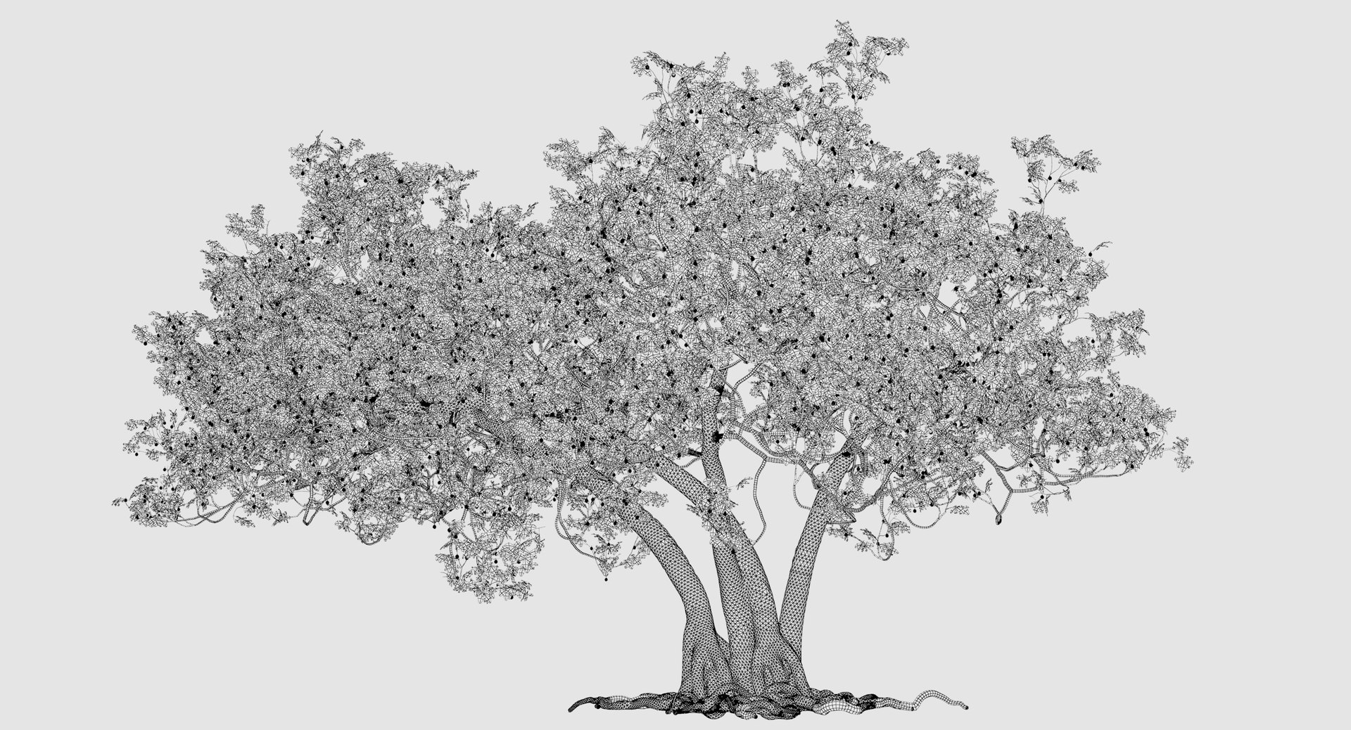 Manketti Trees 3D Model - TurboSquid 1432021