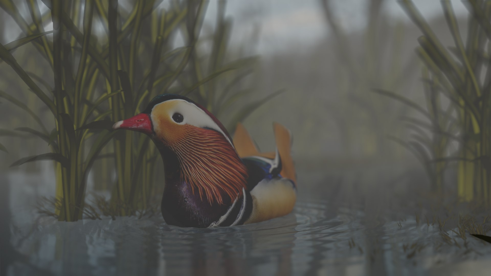 3D animation water wildlife duck - TurboSquid 1645885