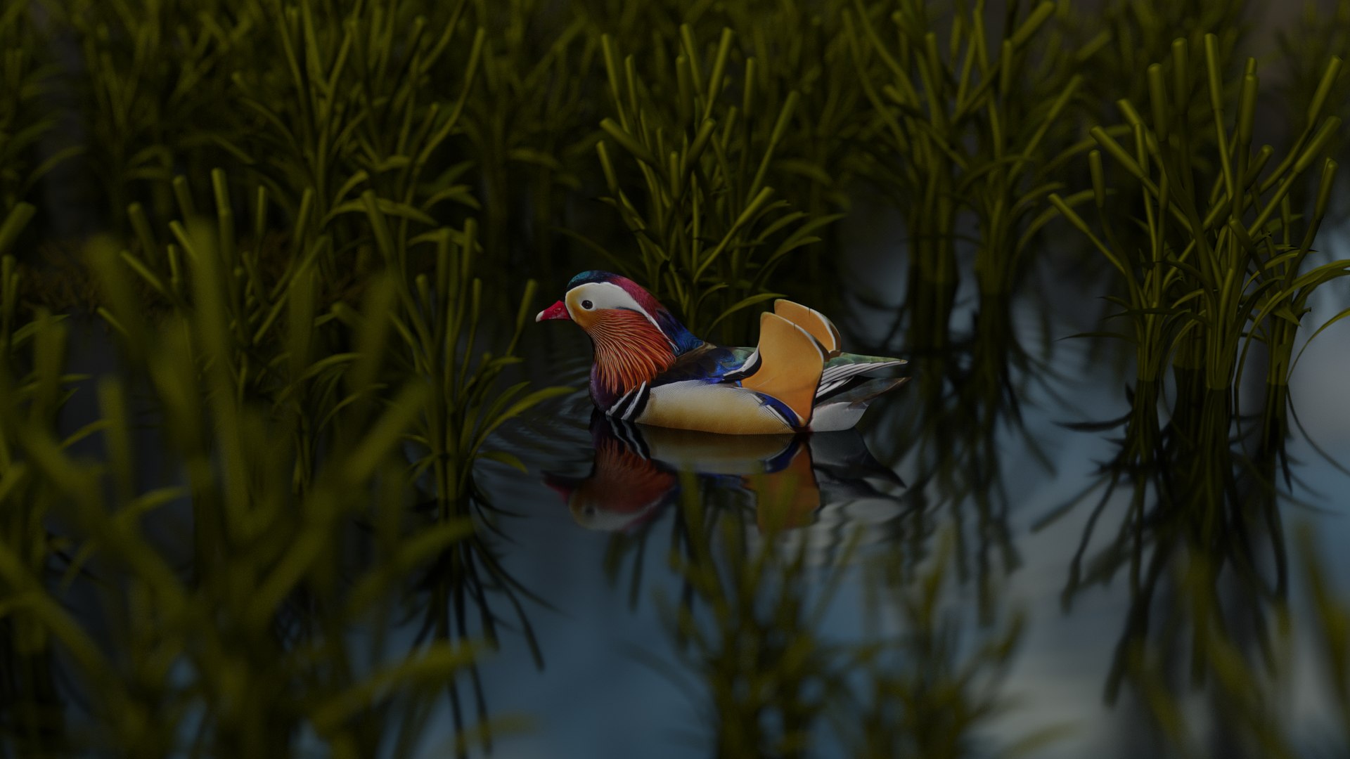 3D animation water wildlife duck - TurboSquid 1645885