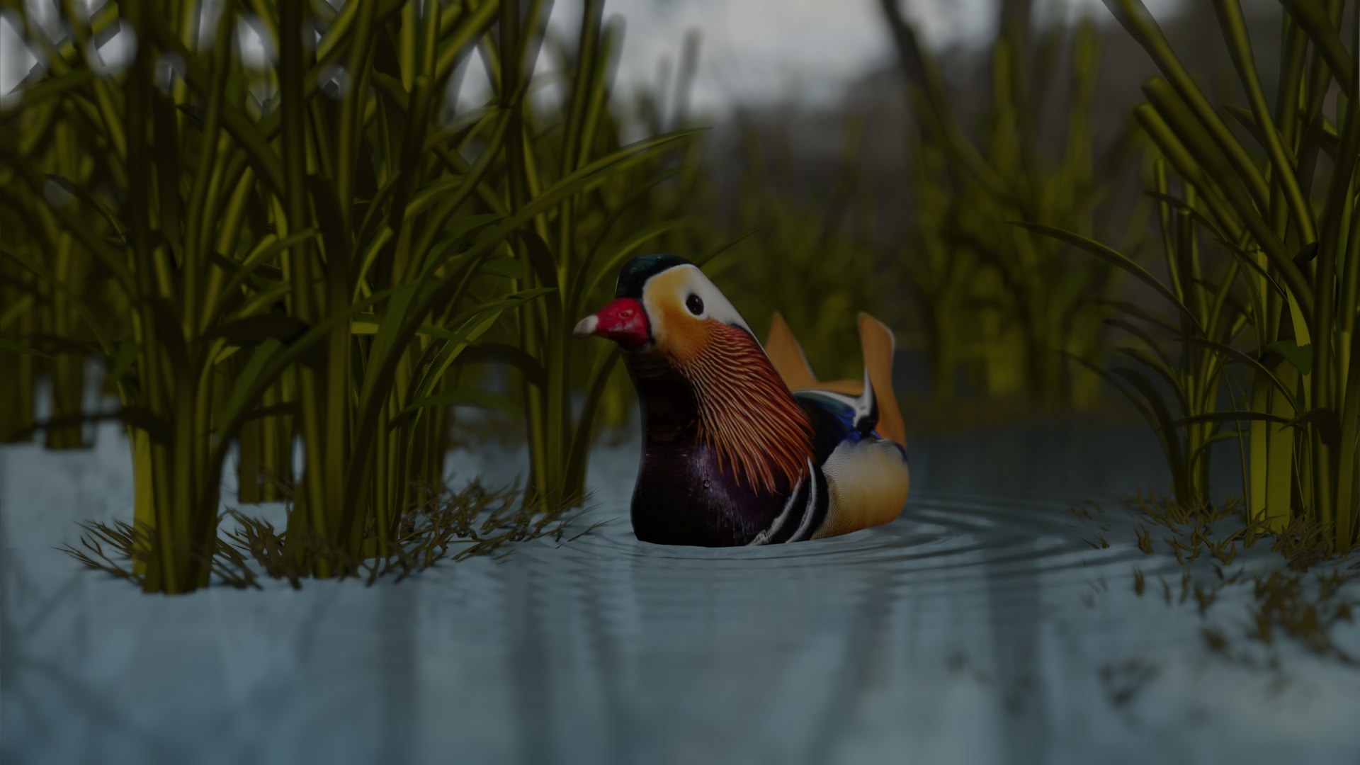 3D animation water wildlife duck - TurboSquid 1645885
