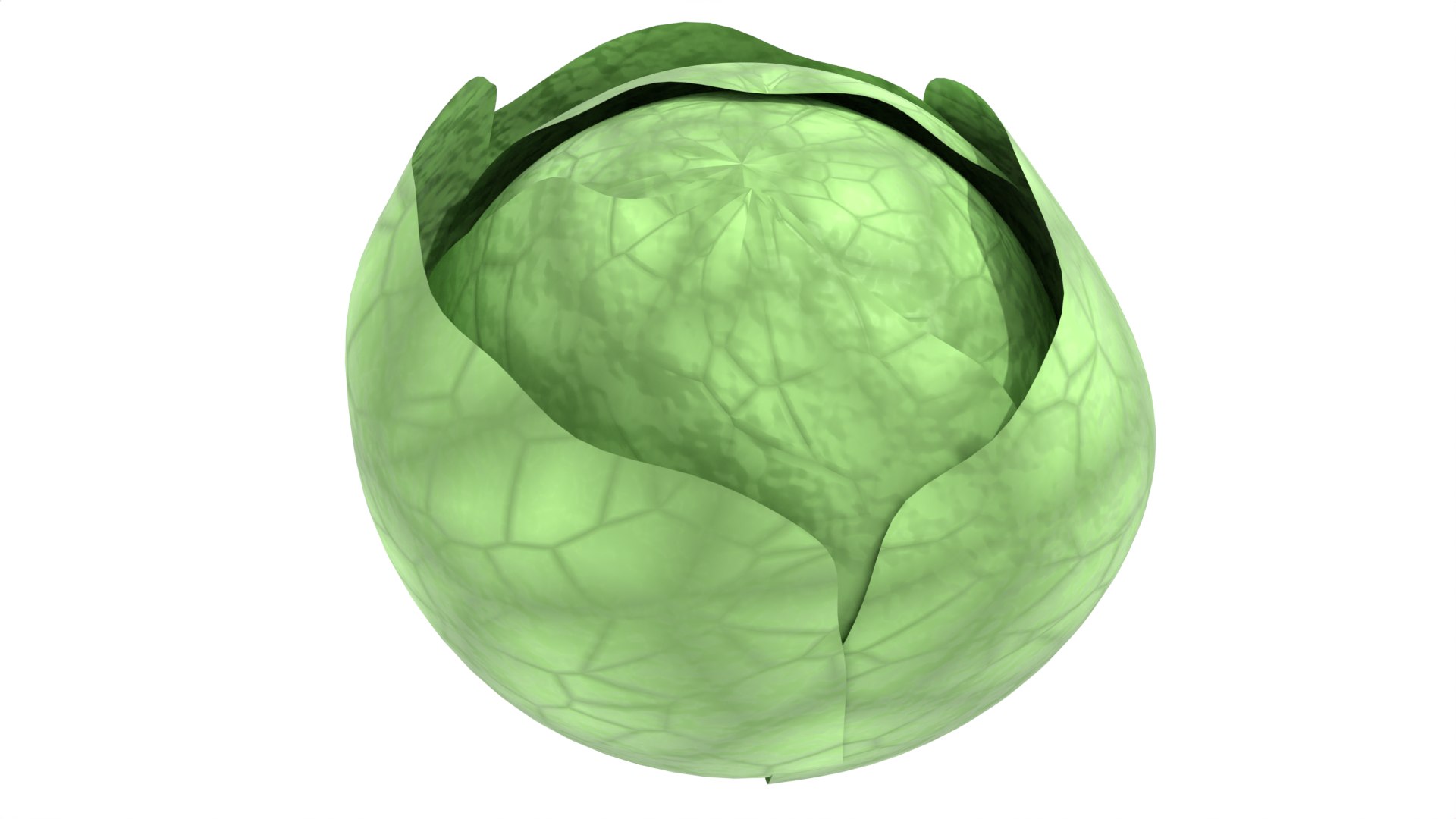 3D Cartoon Lettuce - TurboSquid 2263147