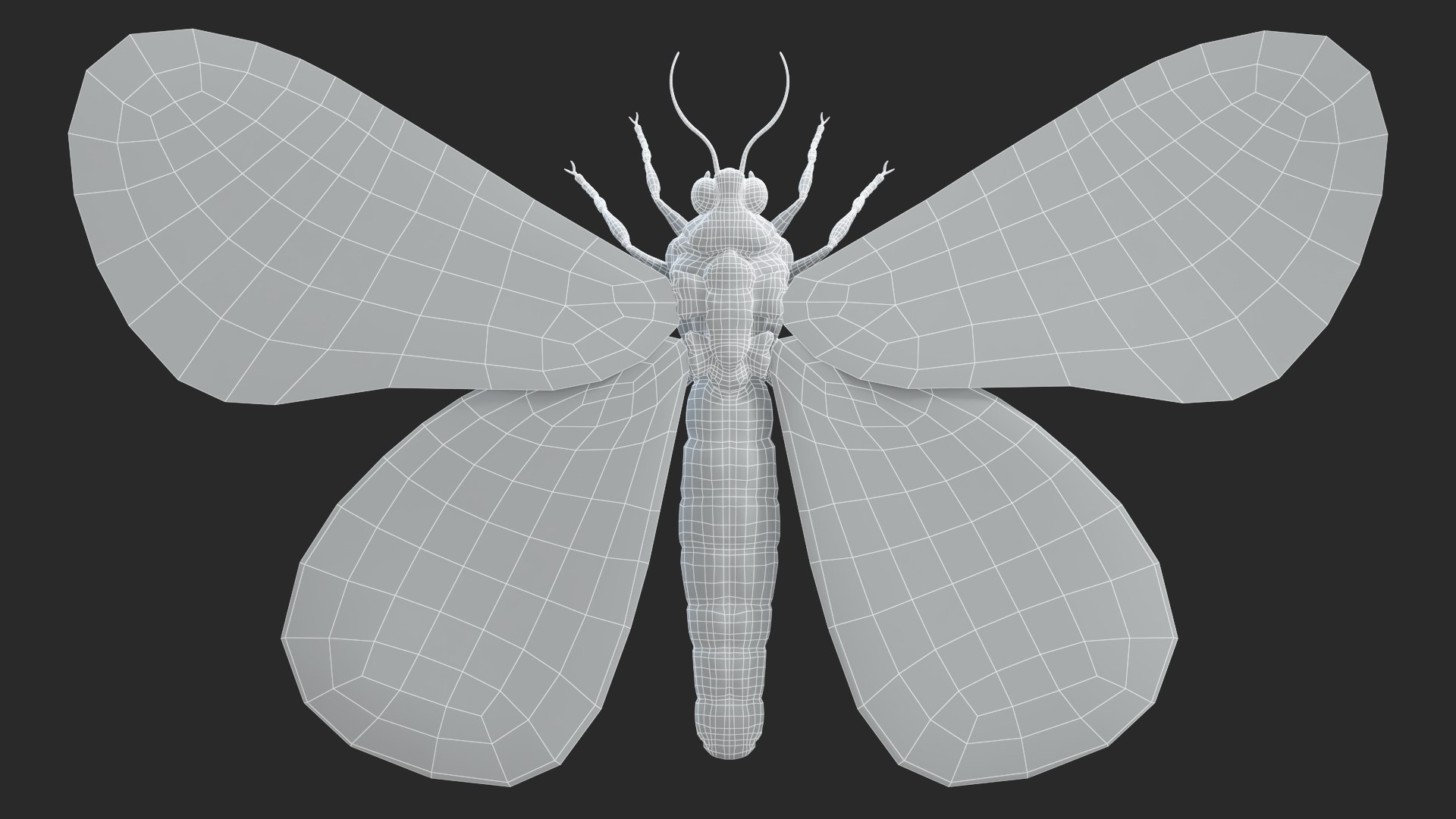 Owl Moth Static 3D Model - TurboSquid 2068434