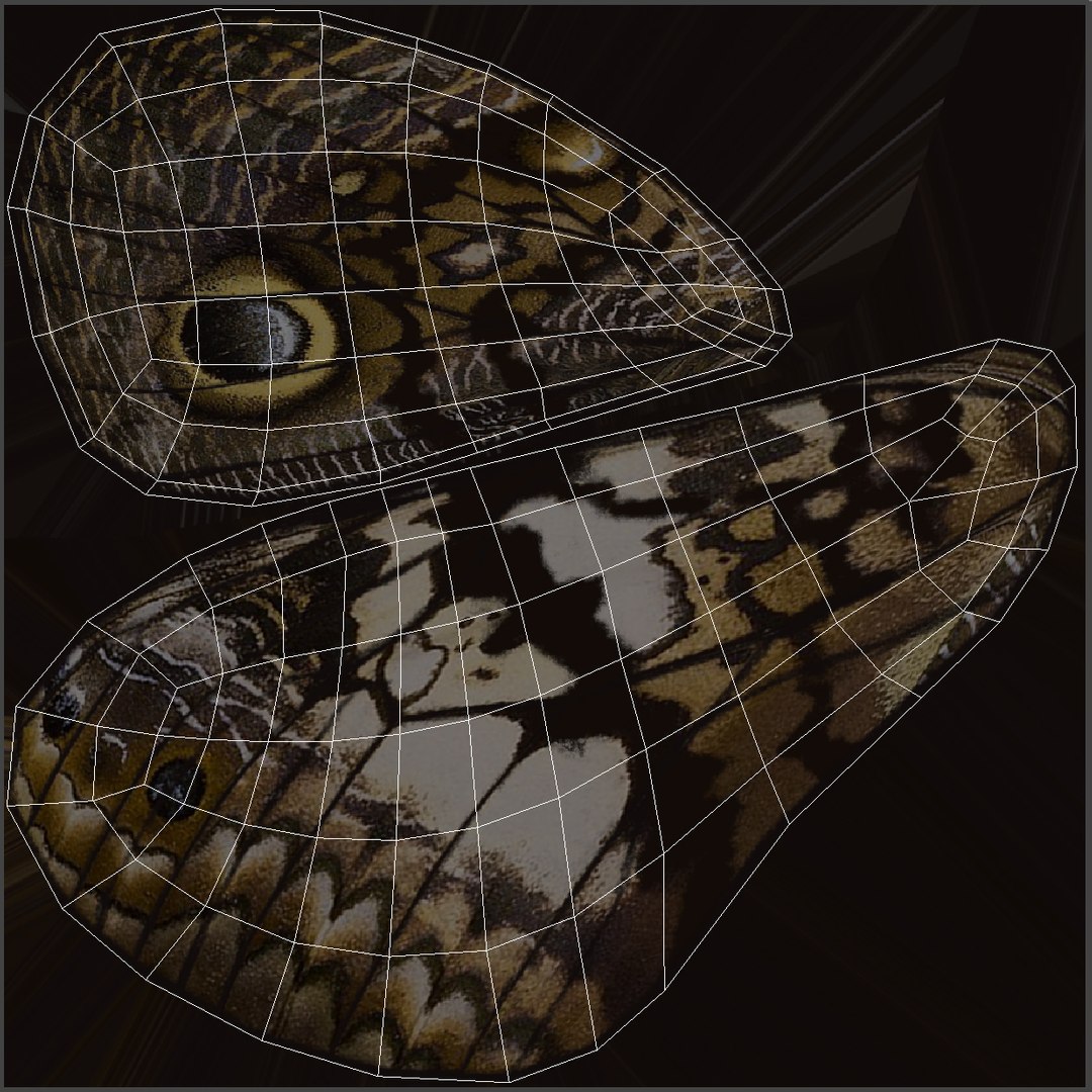 Owl Moth Static 3D Model - TurboSquid 2068434