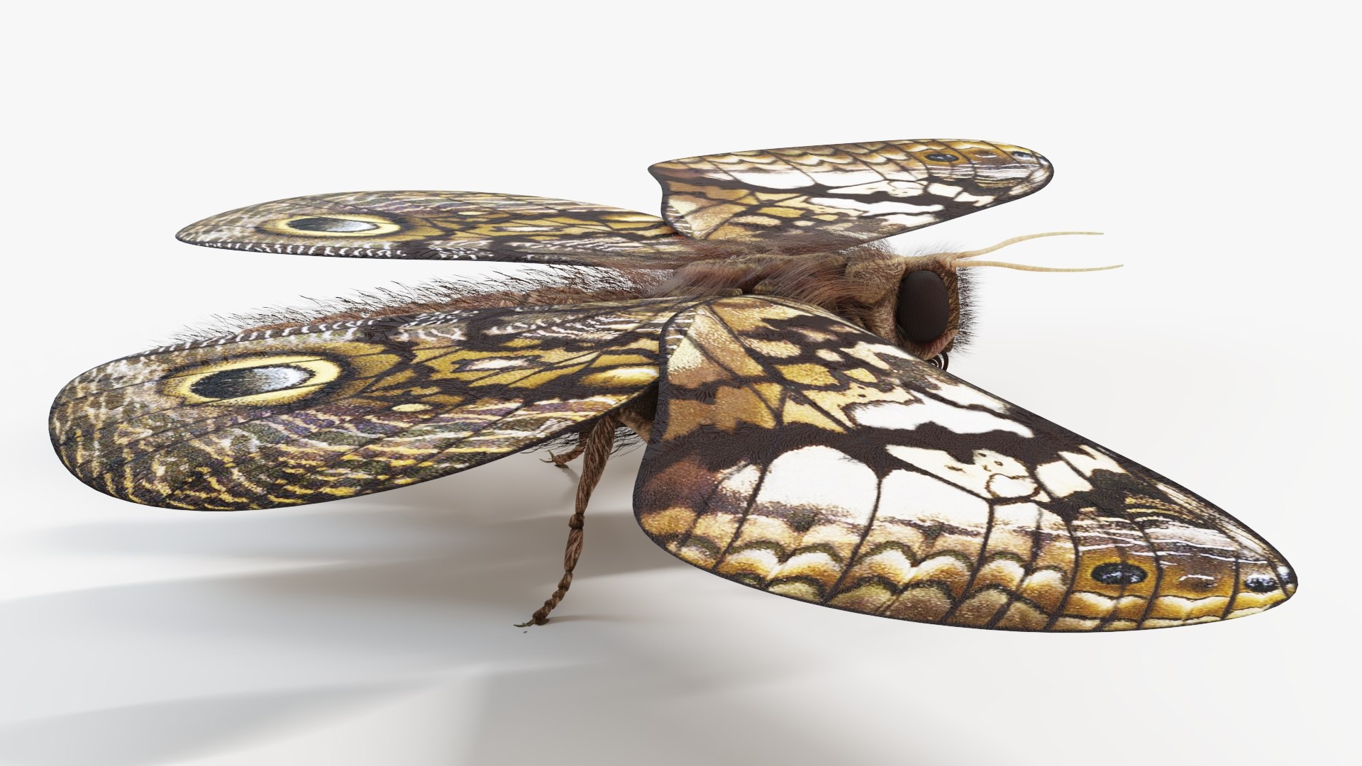 Owl Moth Static 3D Model - TurboSquid 2068434