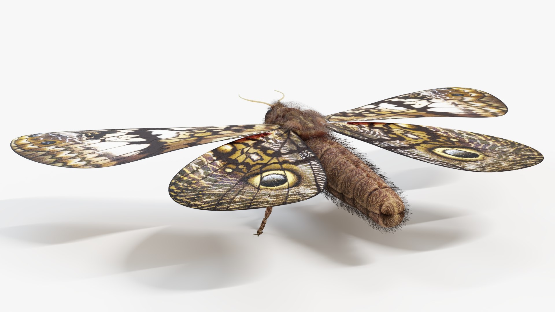 Owl Moth Static 3D Model - TurboSquid 2068434