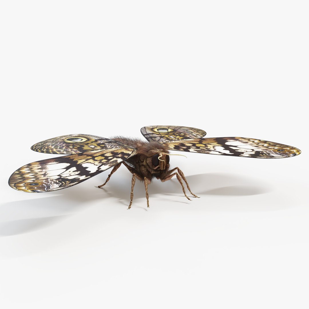Owl Moth Static 3D model - TurboSquid 2068434