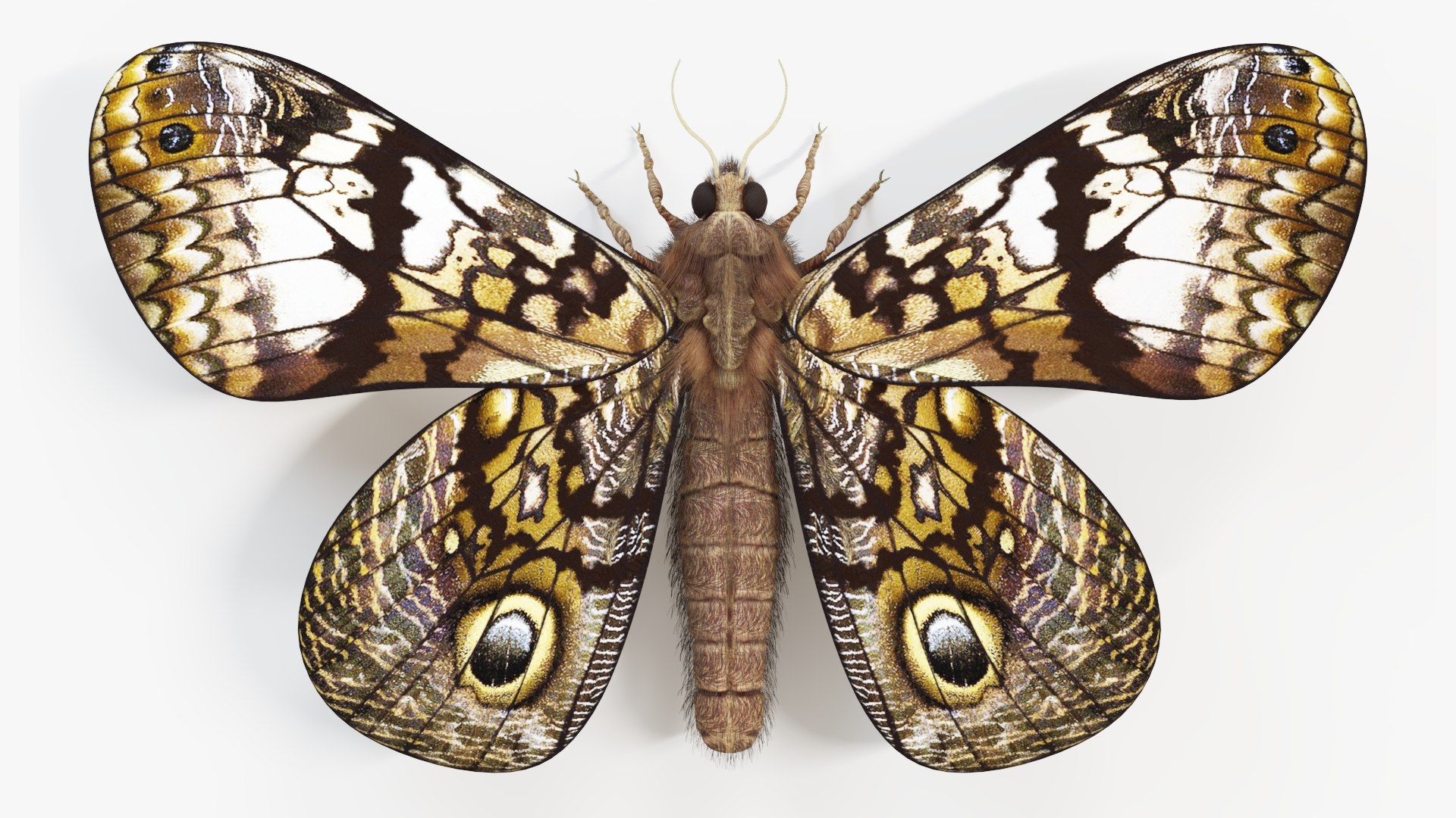 Owl Moth Static 3D Model - TurboSquid 2068434