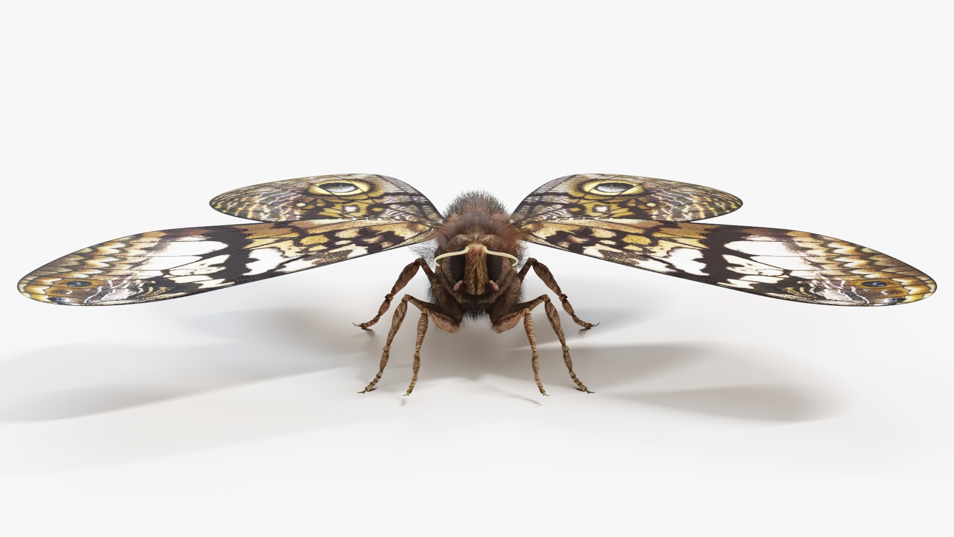 Owl Moth Static 3D Model - TurboSquid 2068434