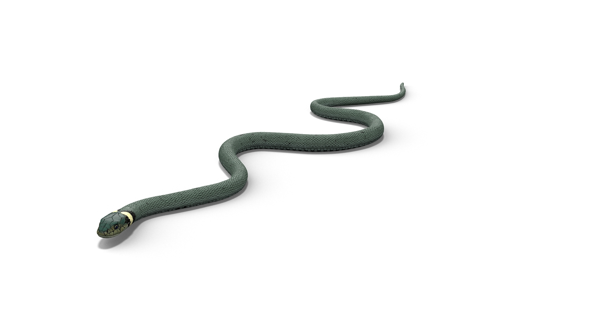 Water Snake Green Crawling 3D Model - TurboSquid 2248537