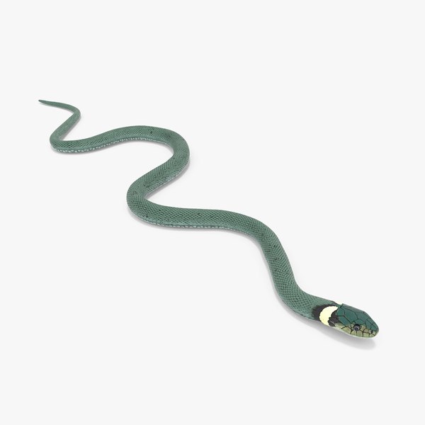 Free 3D Snake Models | TurboSquid